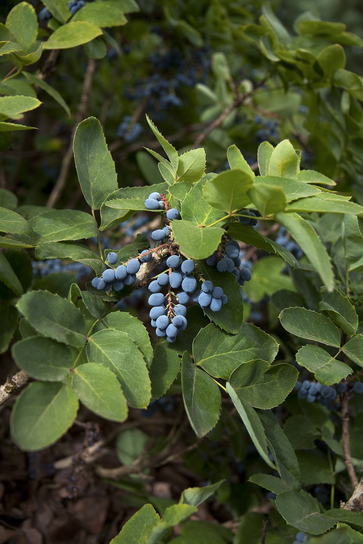 Creeping Oregon Grape, Mahonia repens, Monrovia Plant