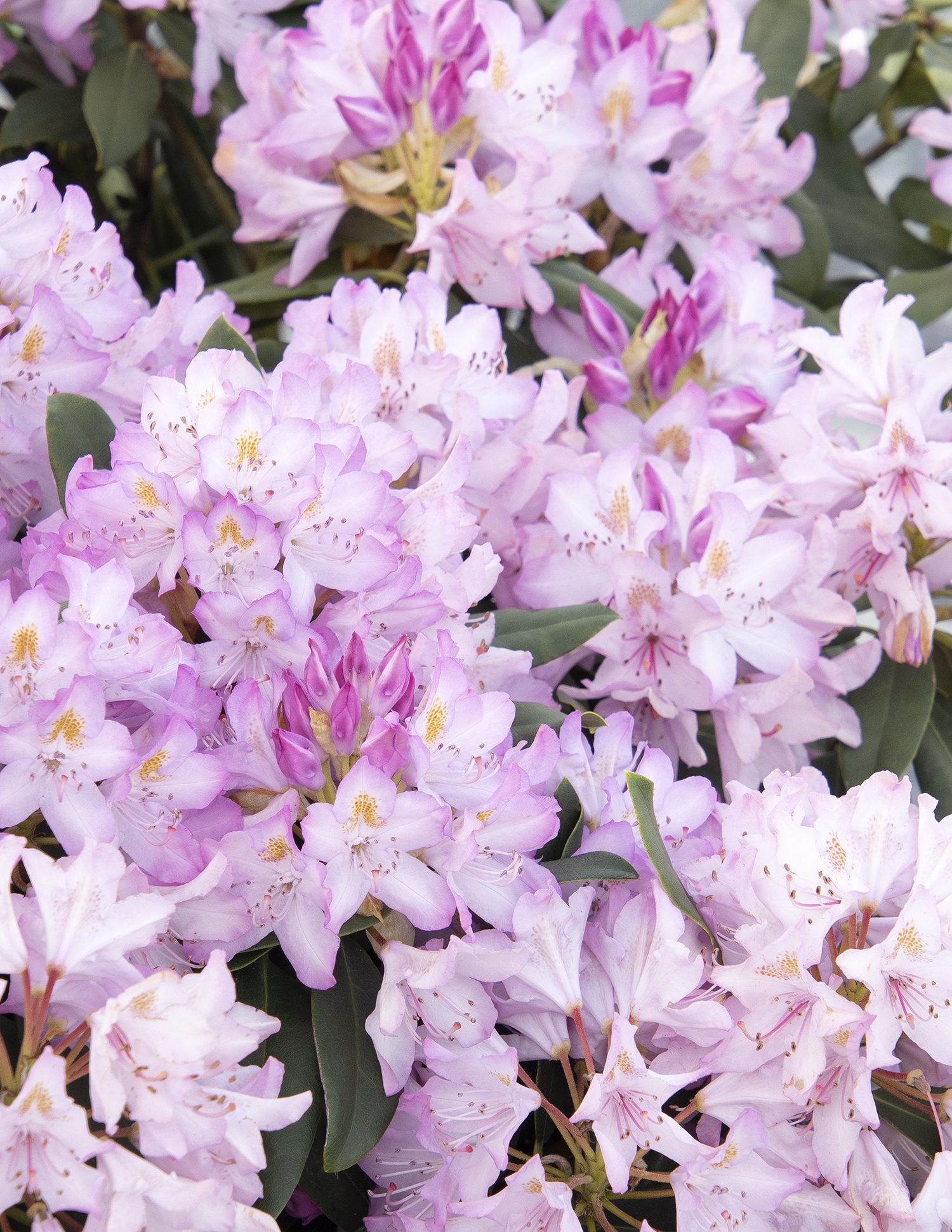 Pink Rosebay Rhododendron, Rhododendron maximum 'Roseum' (H-1)