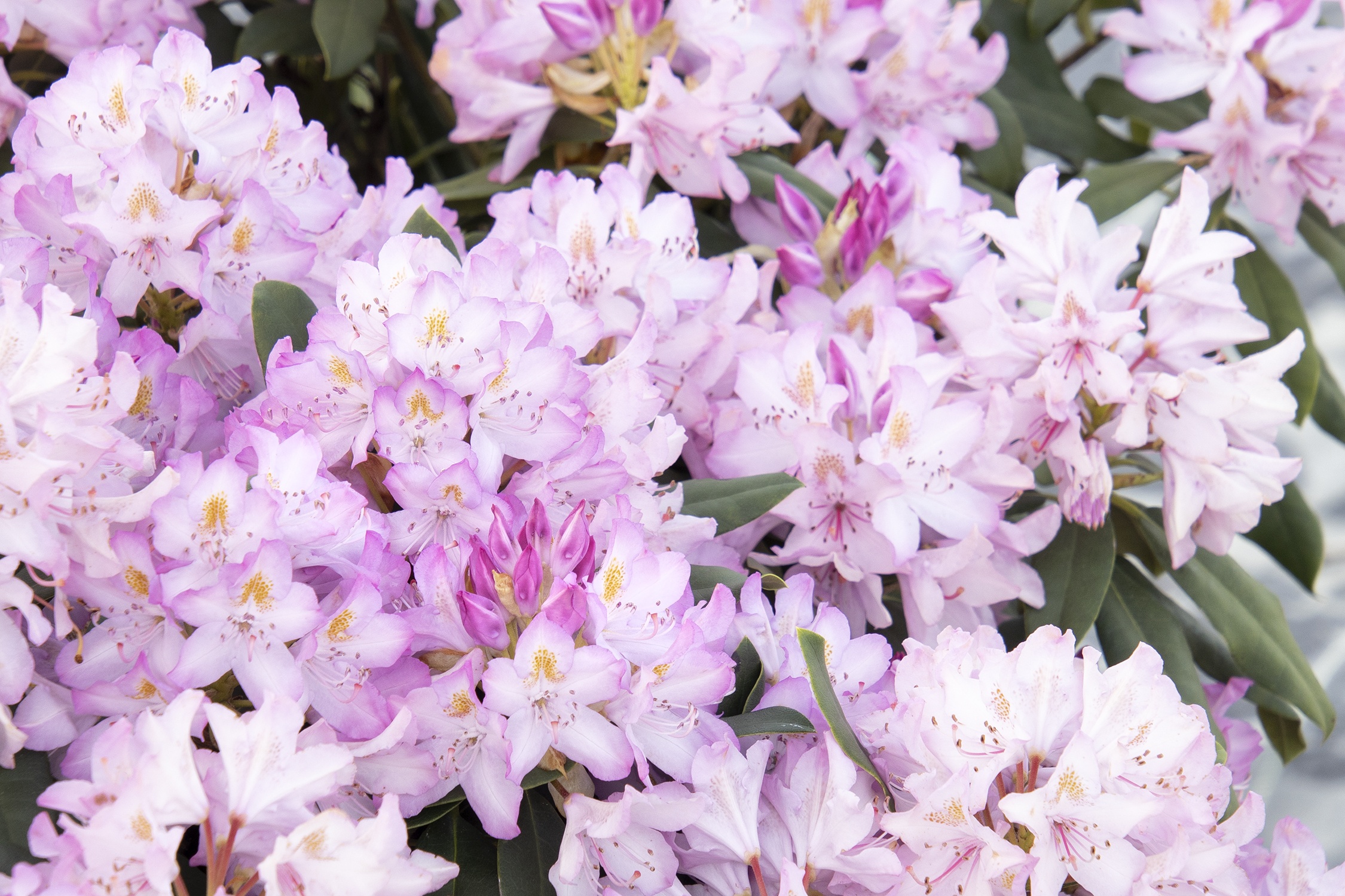 Pink Rosebay Rhododendron, Rhododendron maximum 'Roseum' (H-1)
