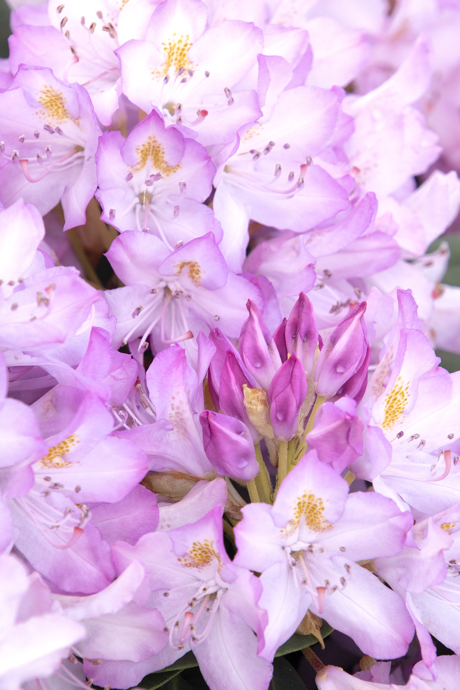 Pink Rosebay Rhododendron, Rhododendron maximum 'Roseum' (H-1)