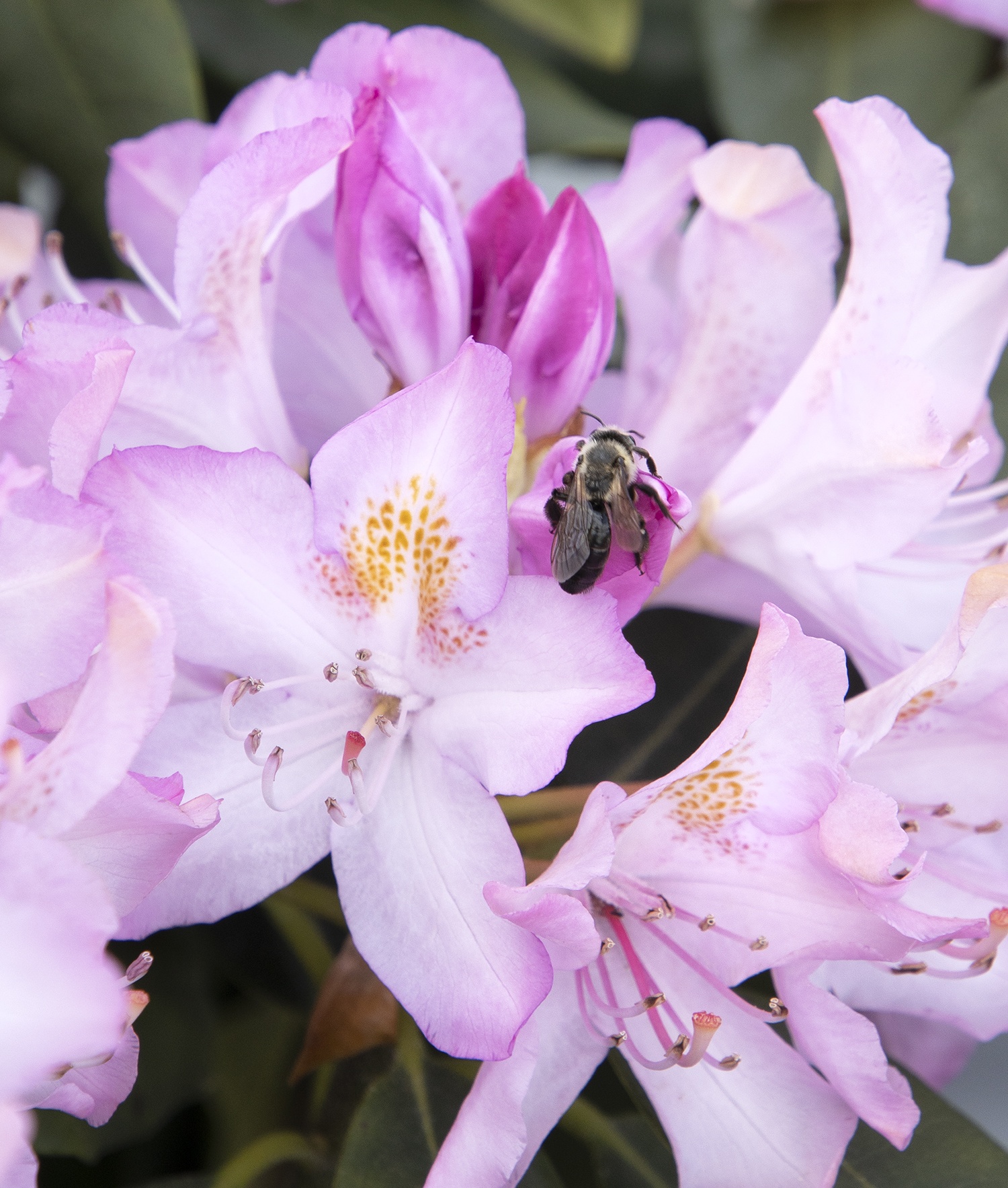 Pink Rosebay Rhododendron, Rhododendron maximum 'Roseum' (H-1)