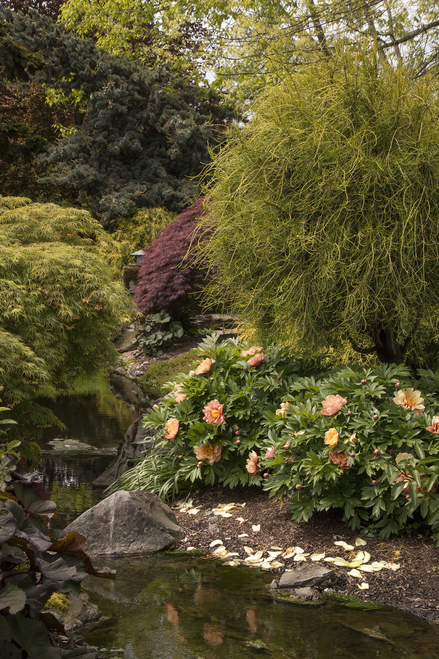 Weeping Threadleaf Arborvitae, Thuja occidentalis 'Filiformis'