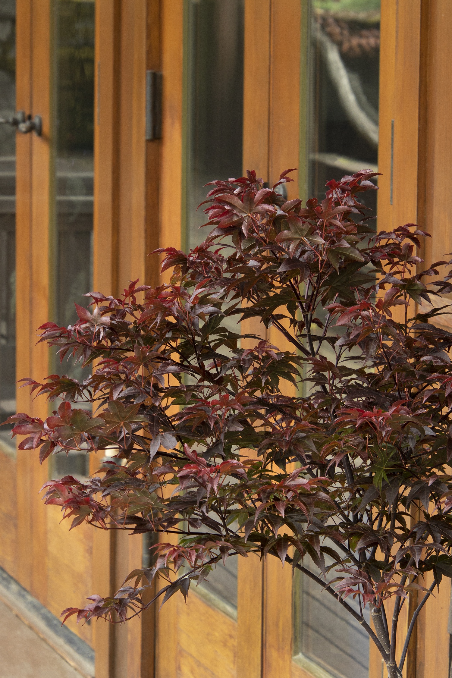 Rhode Island Red Japanese Maple, Acer palmatum 'Rhode Island Red'