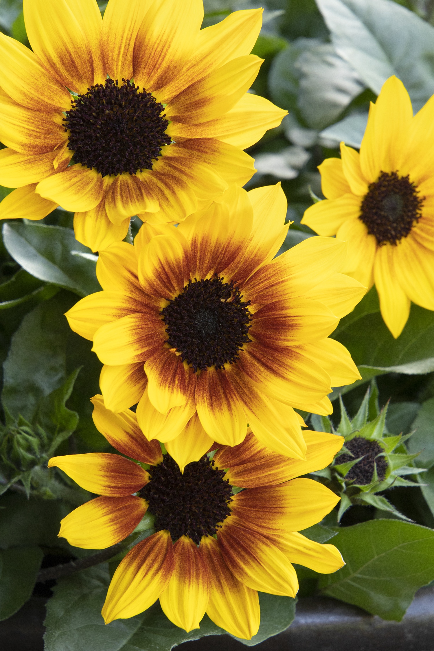 Are Sunflowers Toxic To Cats And Dogs