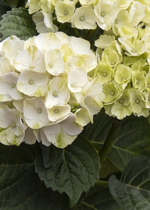 Seaside Serenade® Cape Lookout Hydrangea, Monrovia Plant