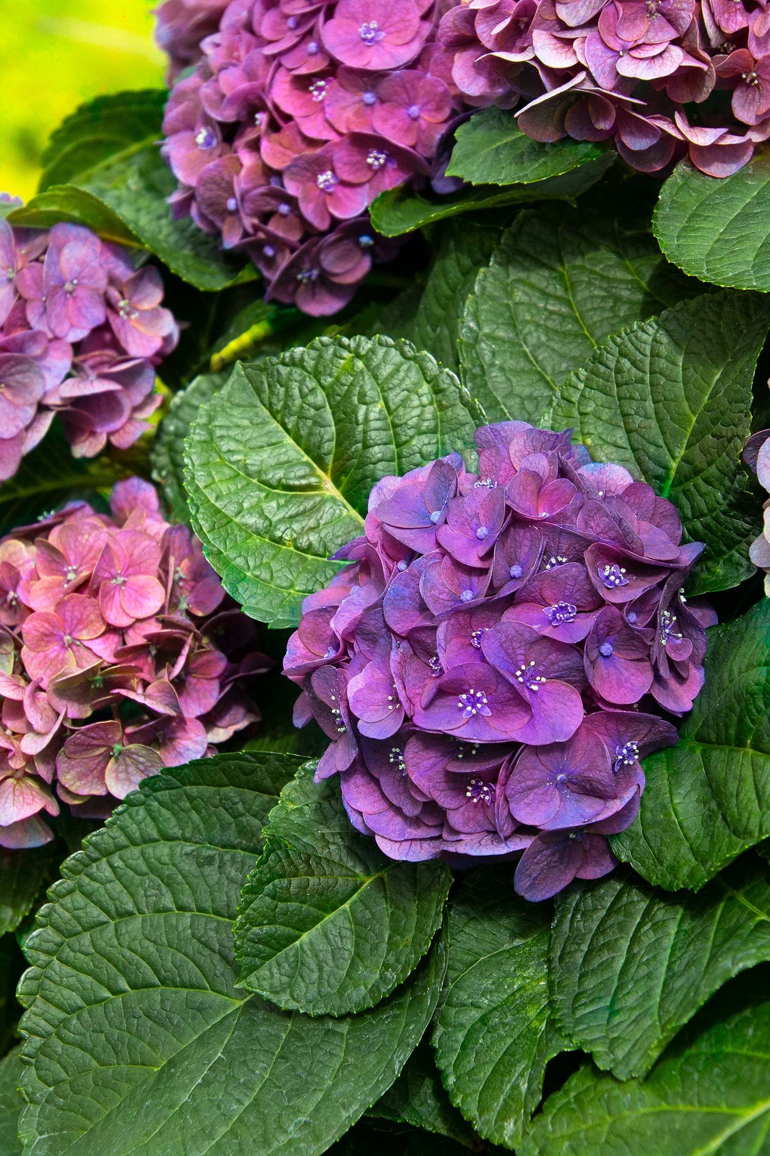 Seaside Serenade® Newport Hydrangea, Monrovia Plant