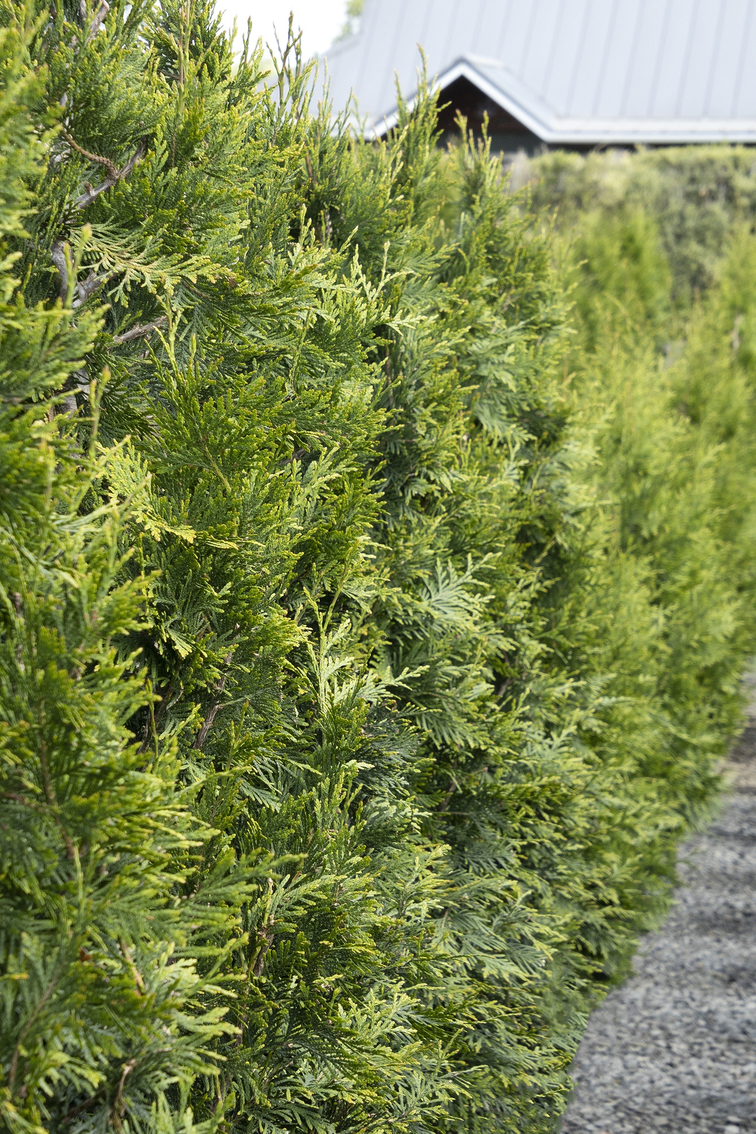 Green Giant Western Arborvitae, Thuja (standish x plicata) 'Green Giant'