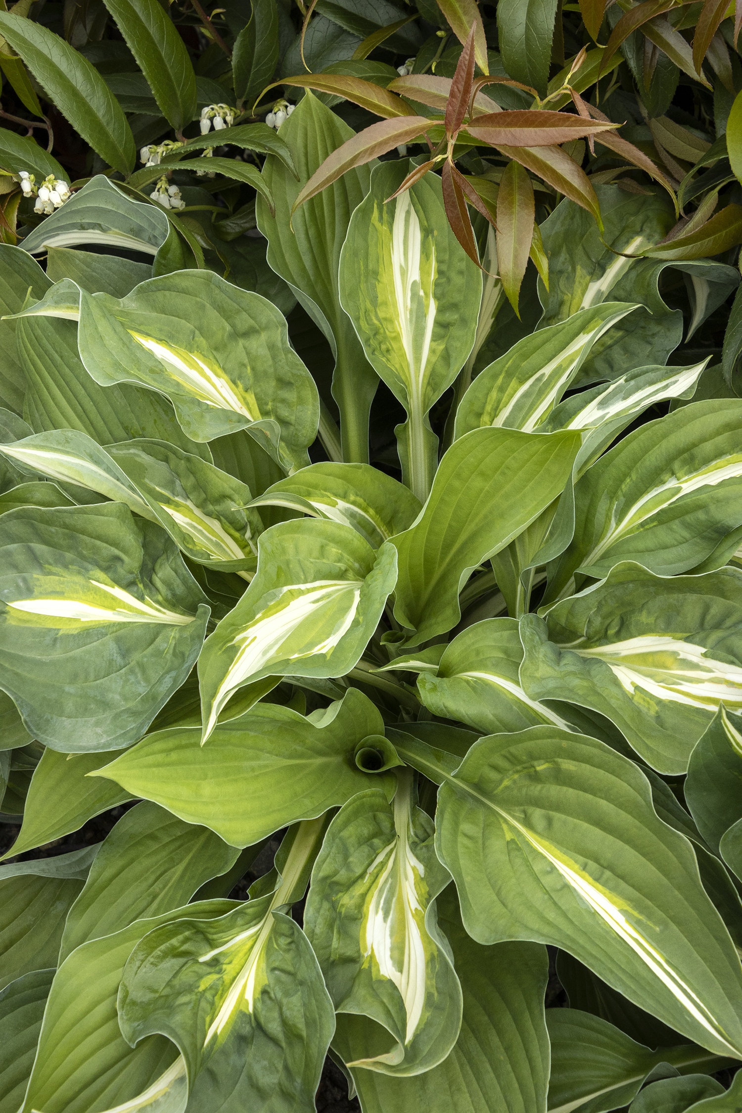 Striptease Hosta, Hosta x 'Striptease', Monrovia Plant