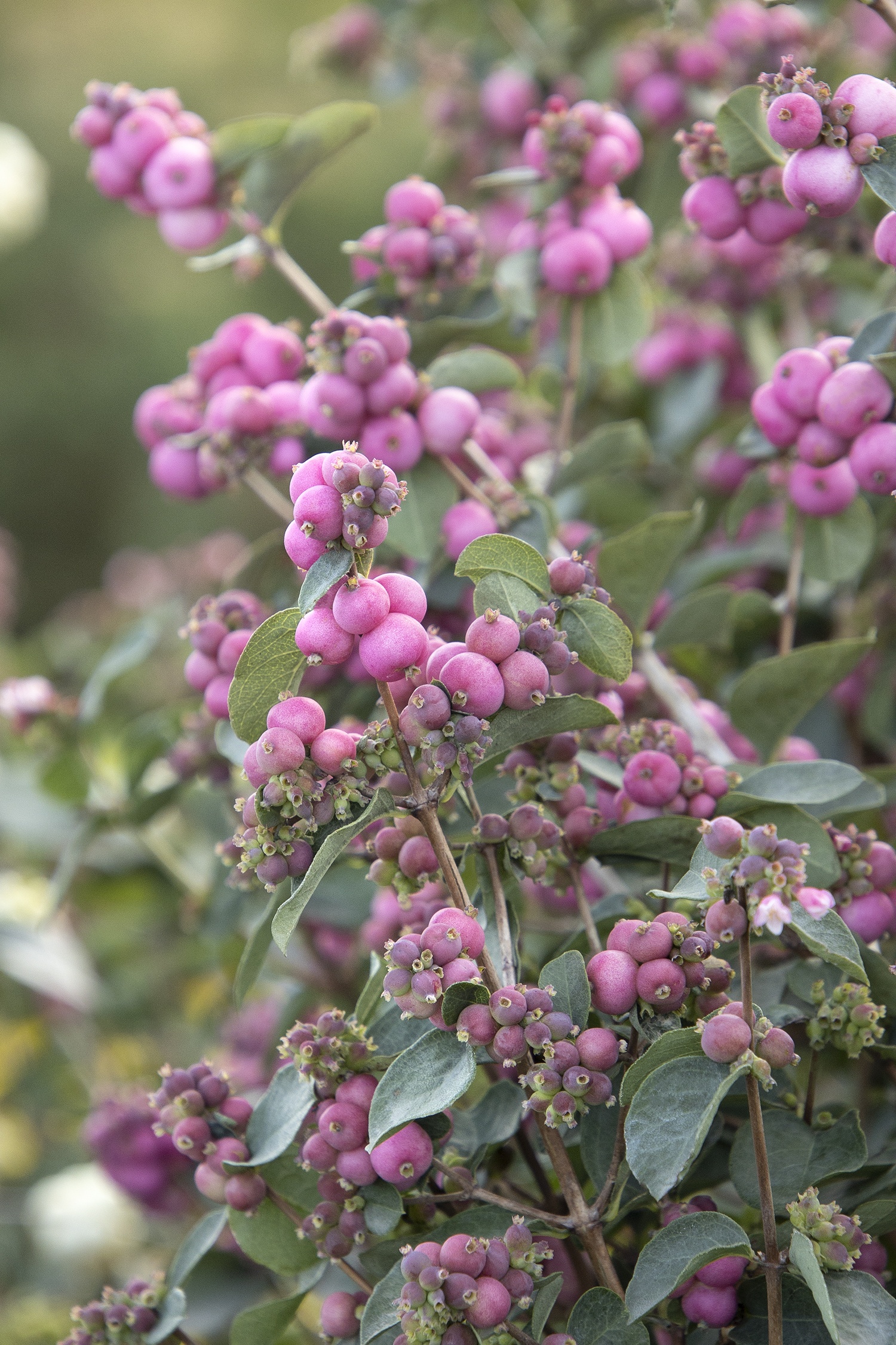 Pink Symphony™ Snowberry, Symphoricarpos 'Kolmamogo' PP #34,523