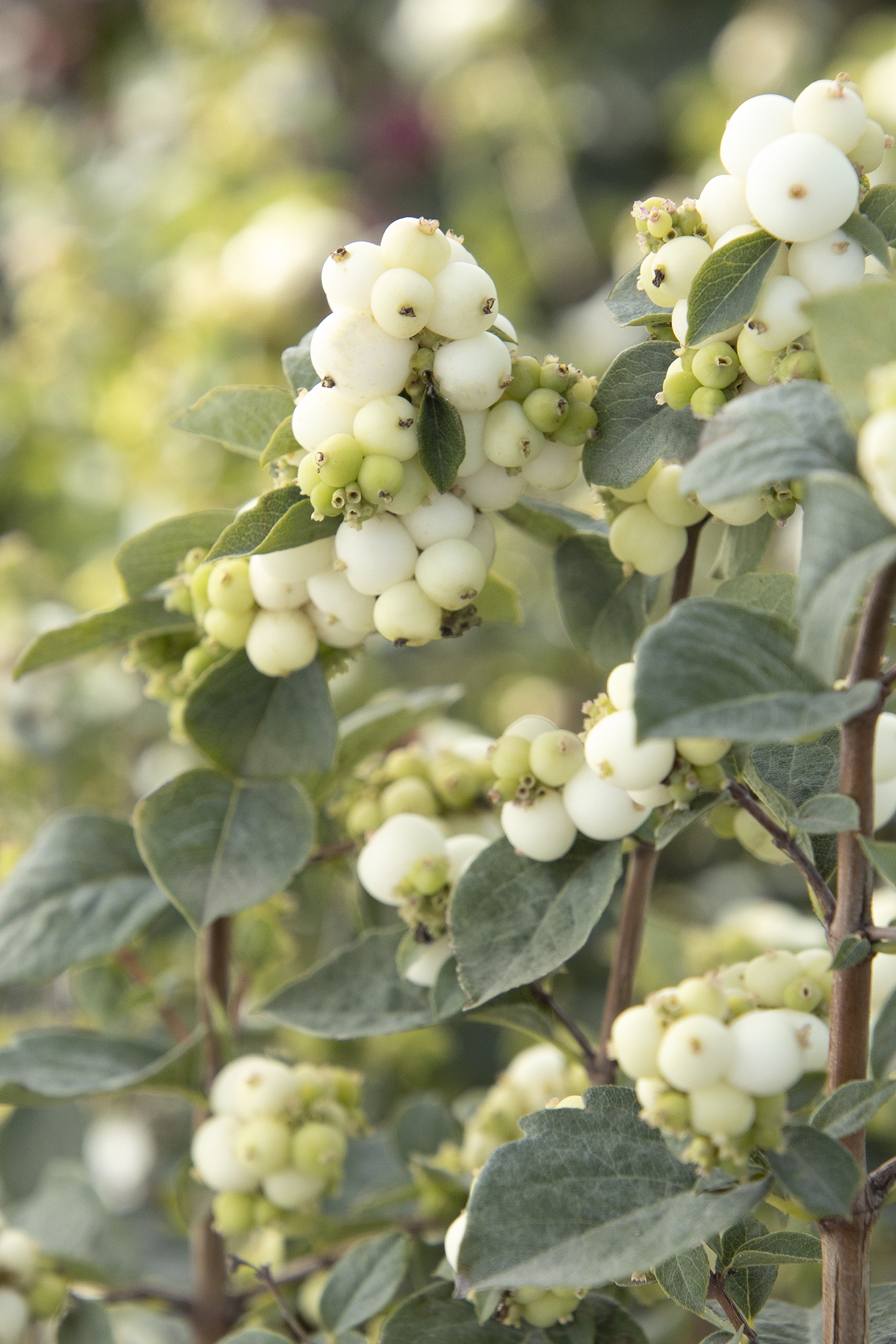 White Symphony™ Snowberry, Symphoricarpos 'Kolmasywhi' PPAF
