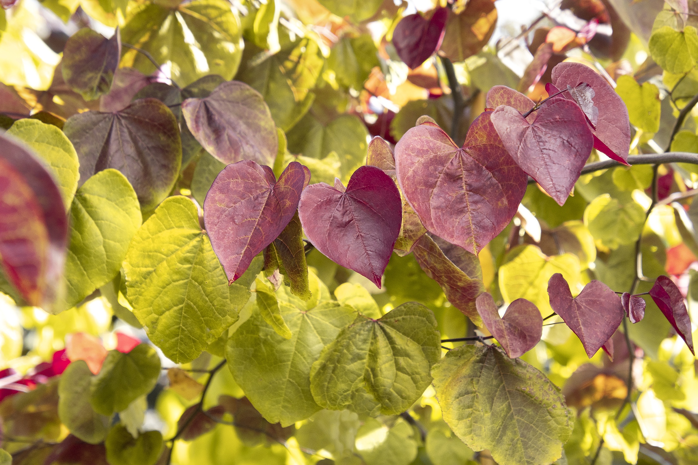 Flame Thrower® Redbud, Cercis canadensis 'NC2016-2' PP #31,260
