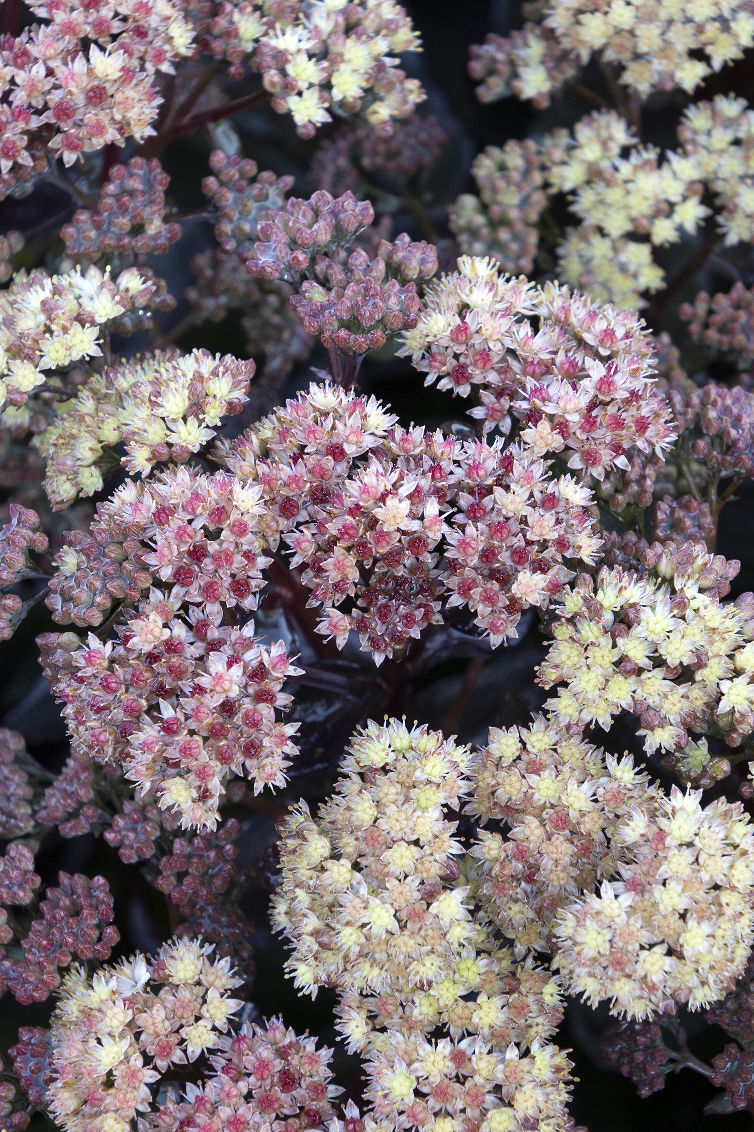 Conga Line Sedum, Sedum telephium 'Conga Line' PPAF, Monrovia Plant