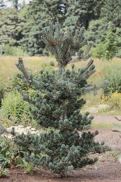 Dwarf Japanese White Pine, Pinus parviflora 'Glauca Nana', Monrovia Plant