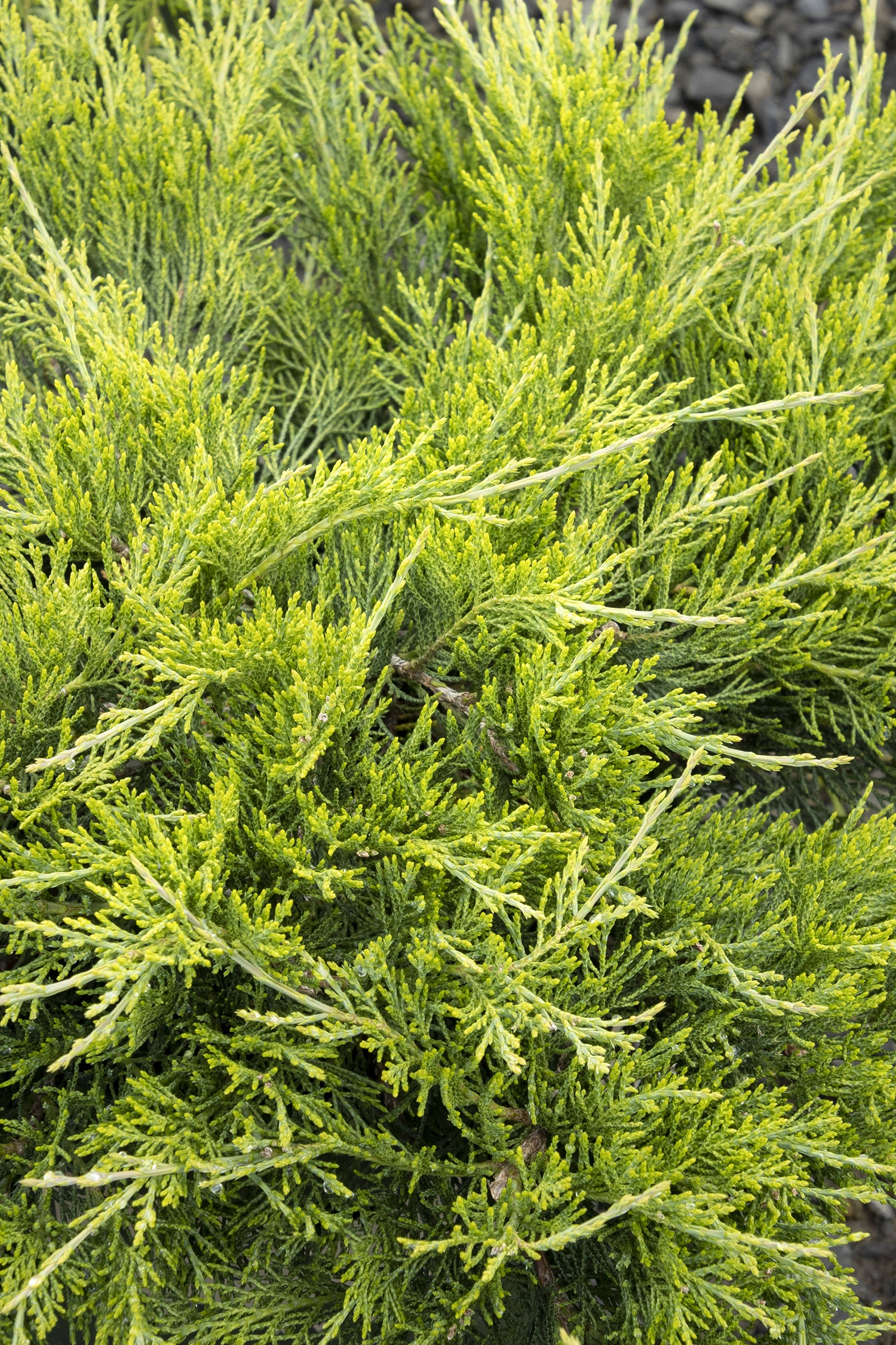 Buffalo Juniper, Juniperus sabina 'Buffalo', Monrovia Plant