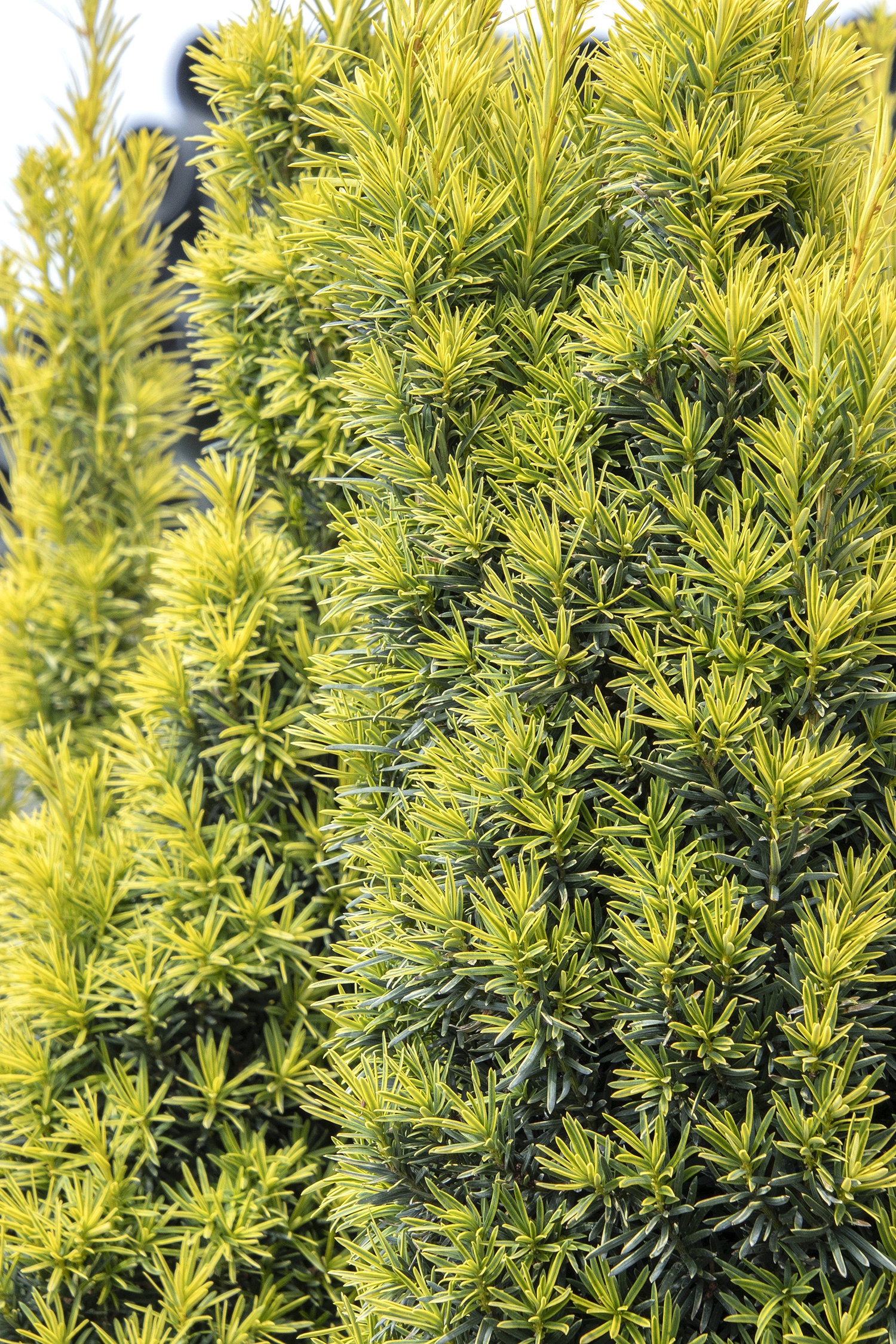 Golden Irish Yew, Taxus baccata 'Stricta Aurea', Monrovia Plant