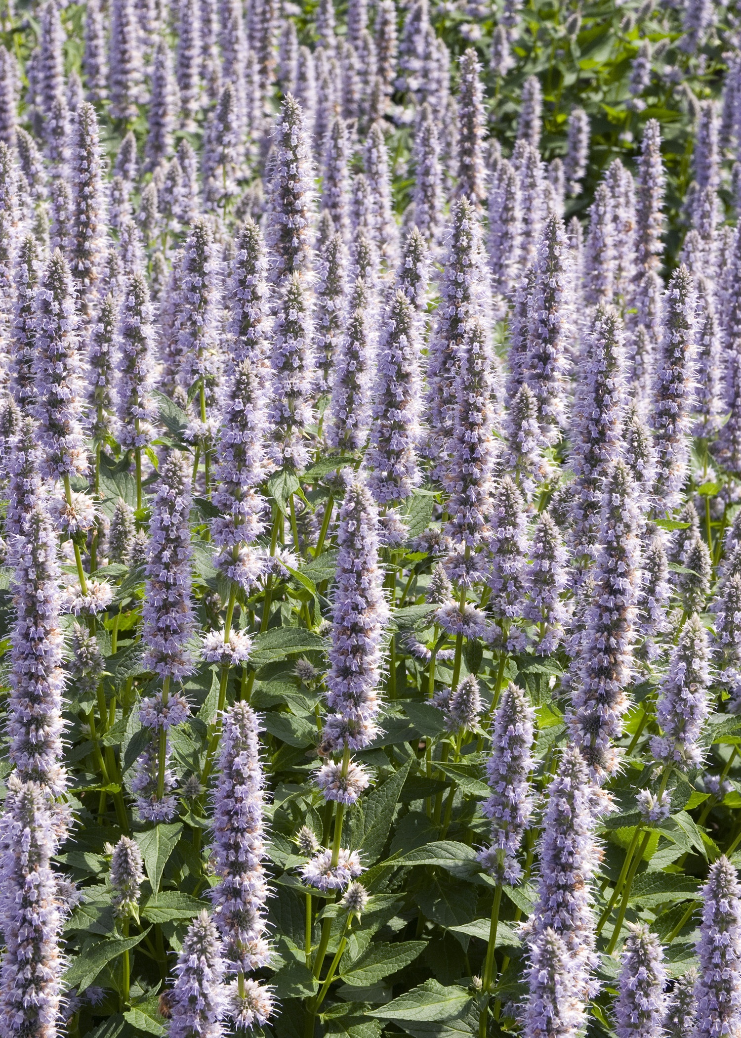 Blue Fortune Agastache, Agastache 'Blue Fortune', Monrovia Plant