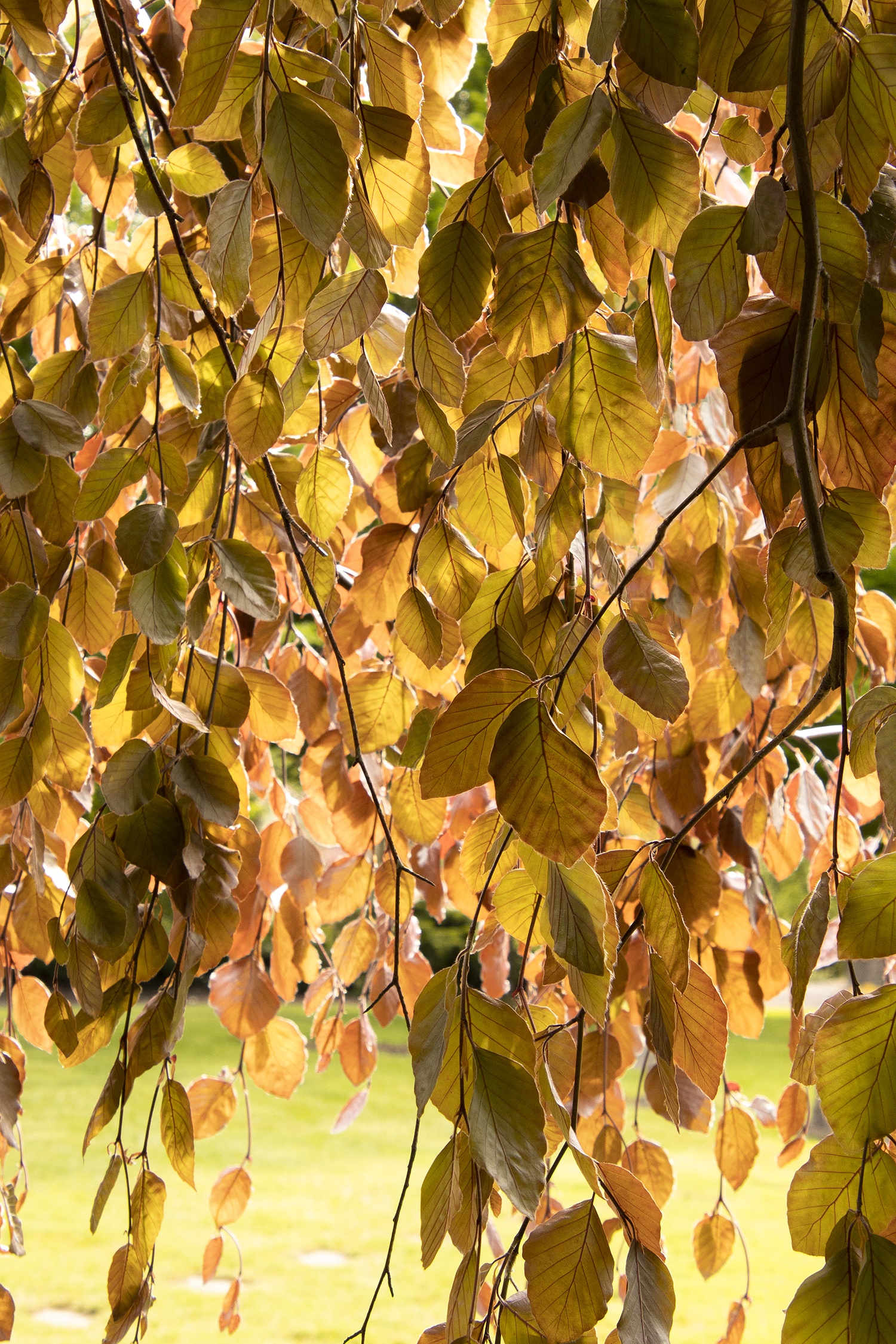 Purple Fountain Beech, Fagus sylvatica 'Purple Fountain', Monrovia Plant