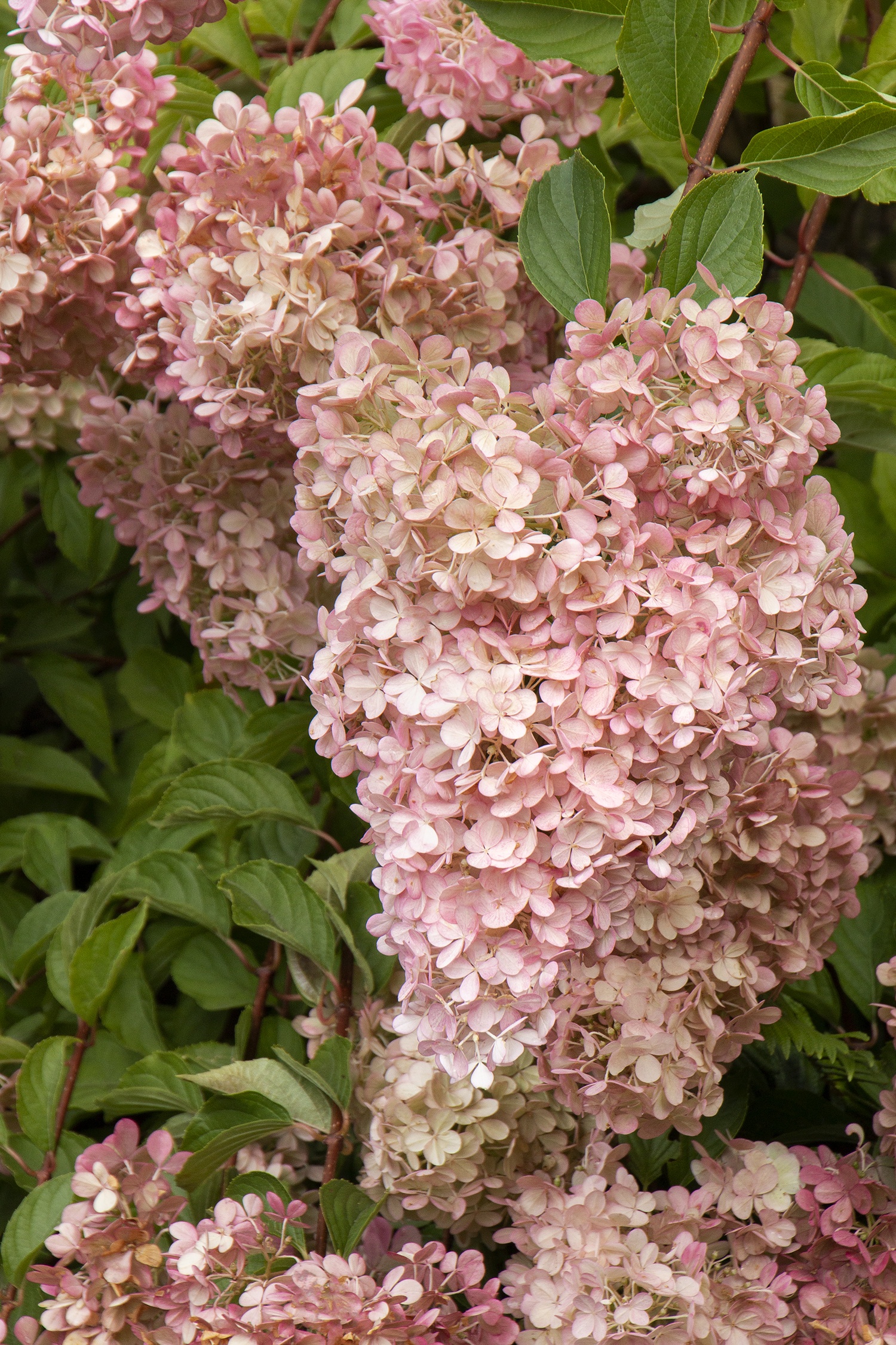 Phantom Panicle Hydrangea, Hydrangea paniculata 'Phantom', Monrovia Plant