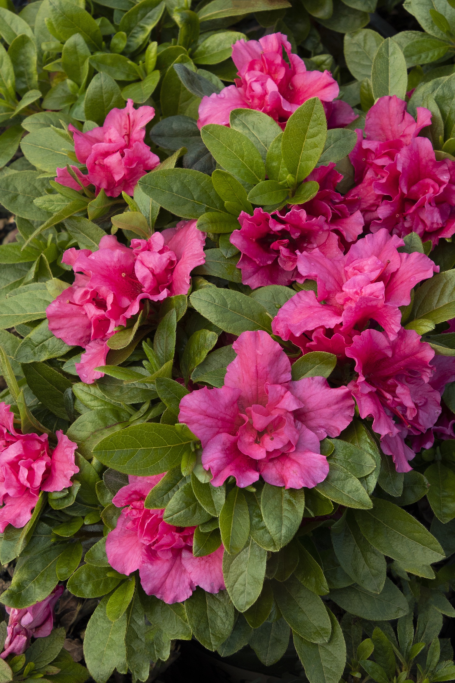 Double Shot® Watermelon Azalea, Rhododendron x 'RLH1-9P7' (H-3) PP #27,877