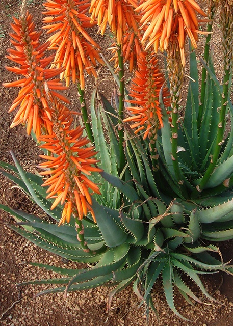 Safari Orange Aloe, Aloe hybrid 'ANDora' PP #28,003, Monrovia Plant