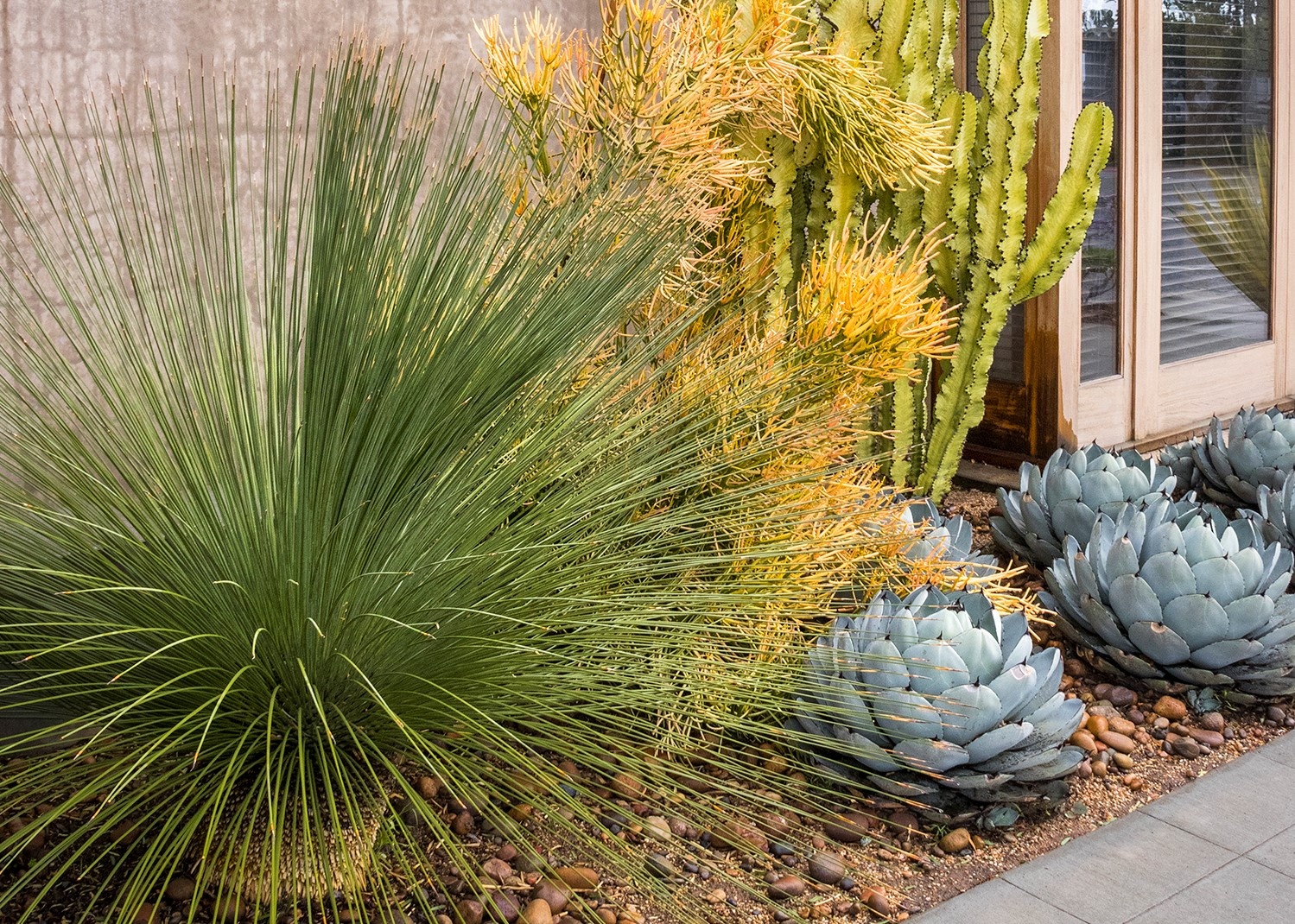 Artichoke Agave, Agave parryi var. truncata, Monrovia Plant