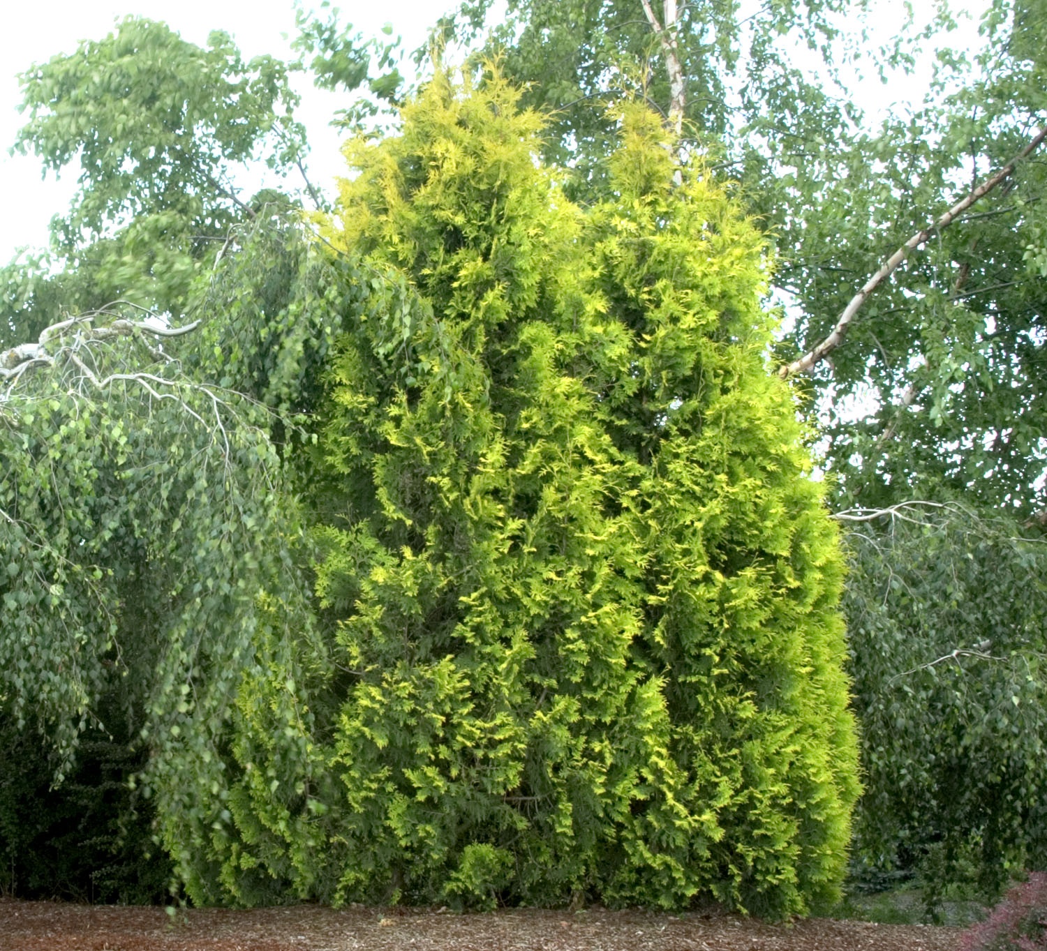 Yellow Ribbon Arborvitae, Thuja occidentalis 'Yellow Ribbon'