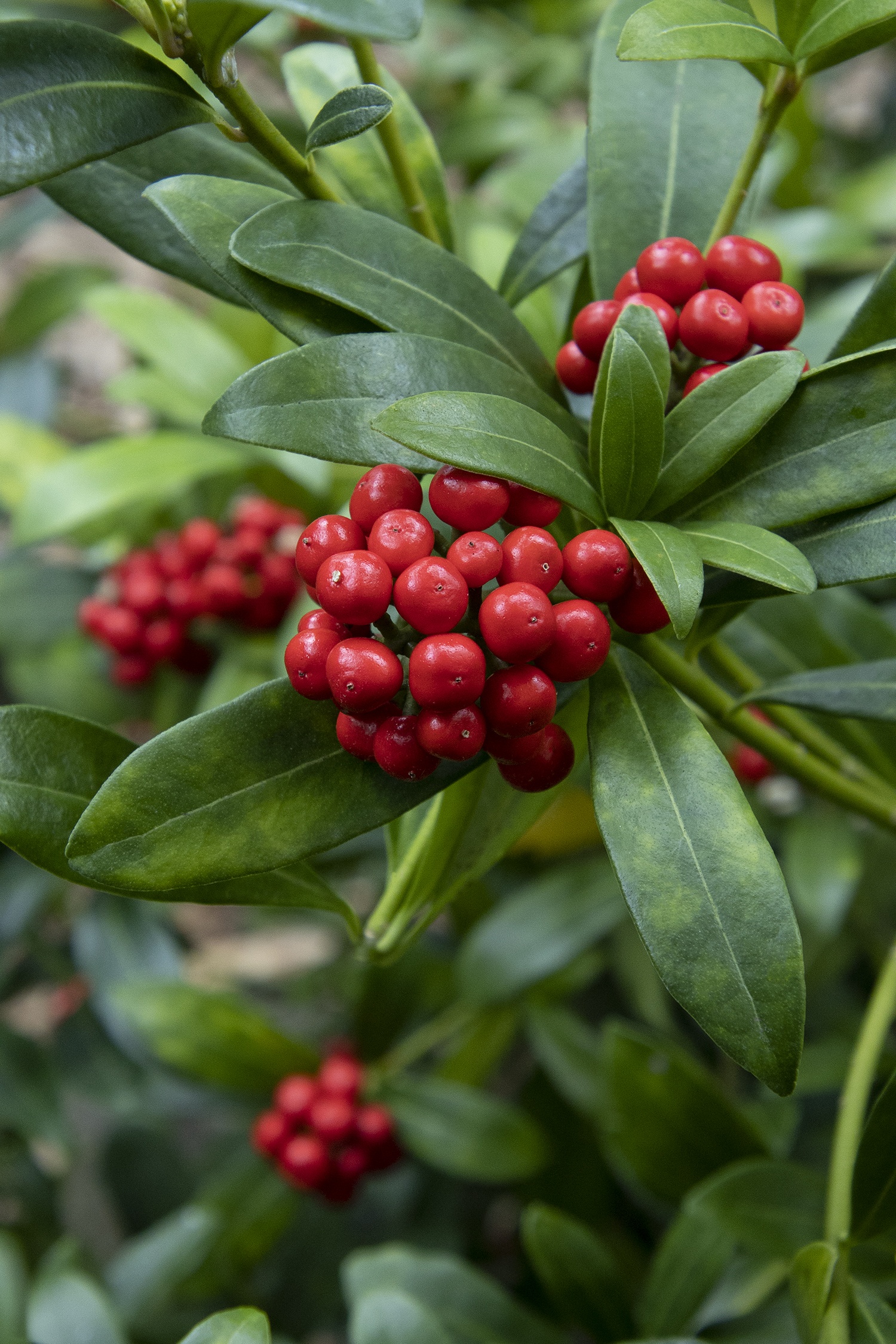Japanese Skimmia (Female), Skimmia japonica (Female), Monrovia Plant