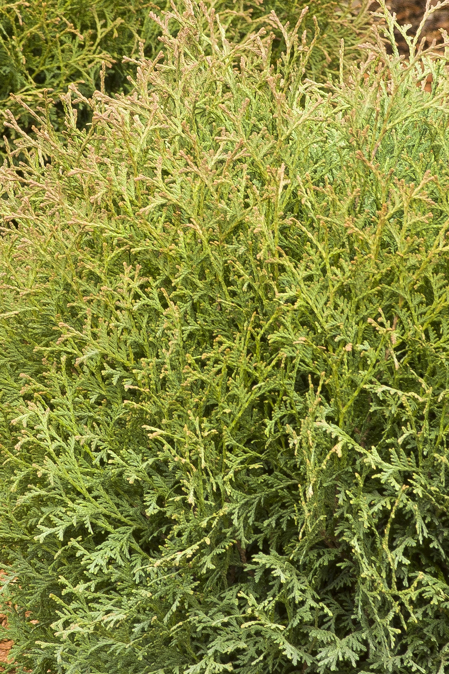 Hetz Mini Arborvitae, Thuja occidentalis 'Hetz Mid.', Monrovia Plant