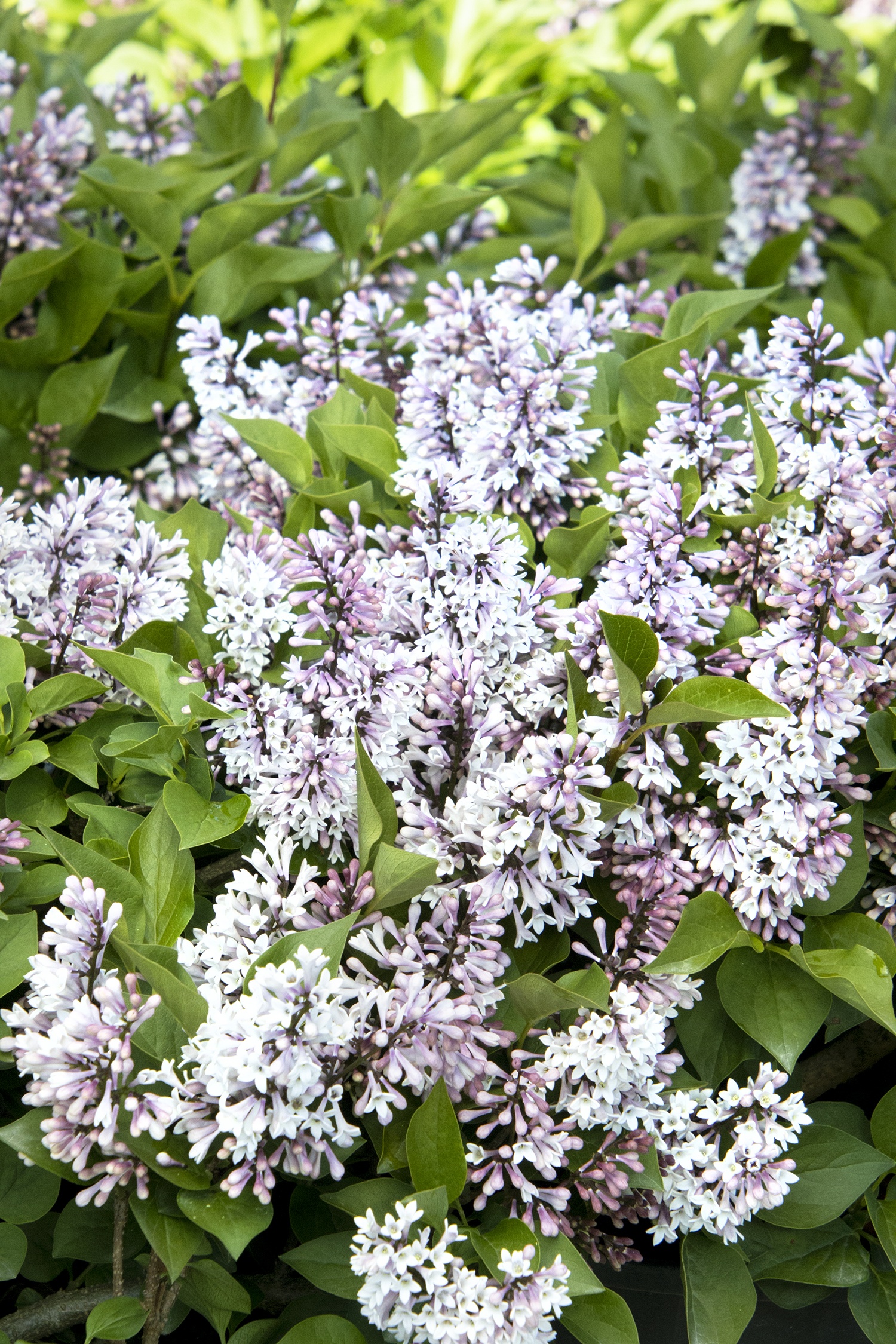 Little Darling® Lilac, Syringa hybrid 'SMSDTL' PP #31,830, Monrovia Plant