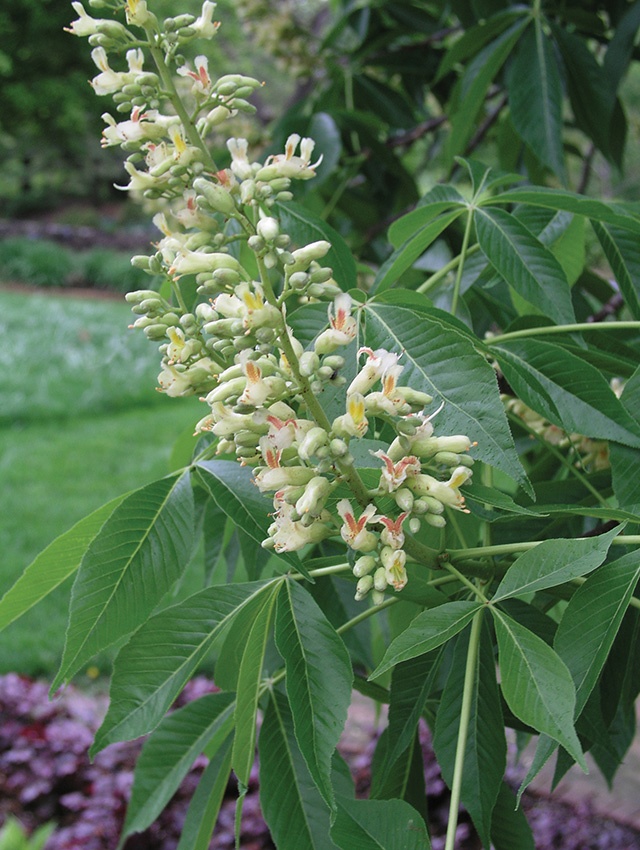 Autumn Splendor Horse Chestnut, Aesculus x arnoldiana 'Autumn Splendor'