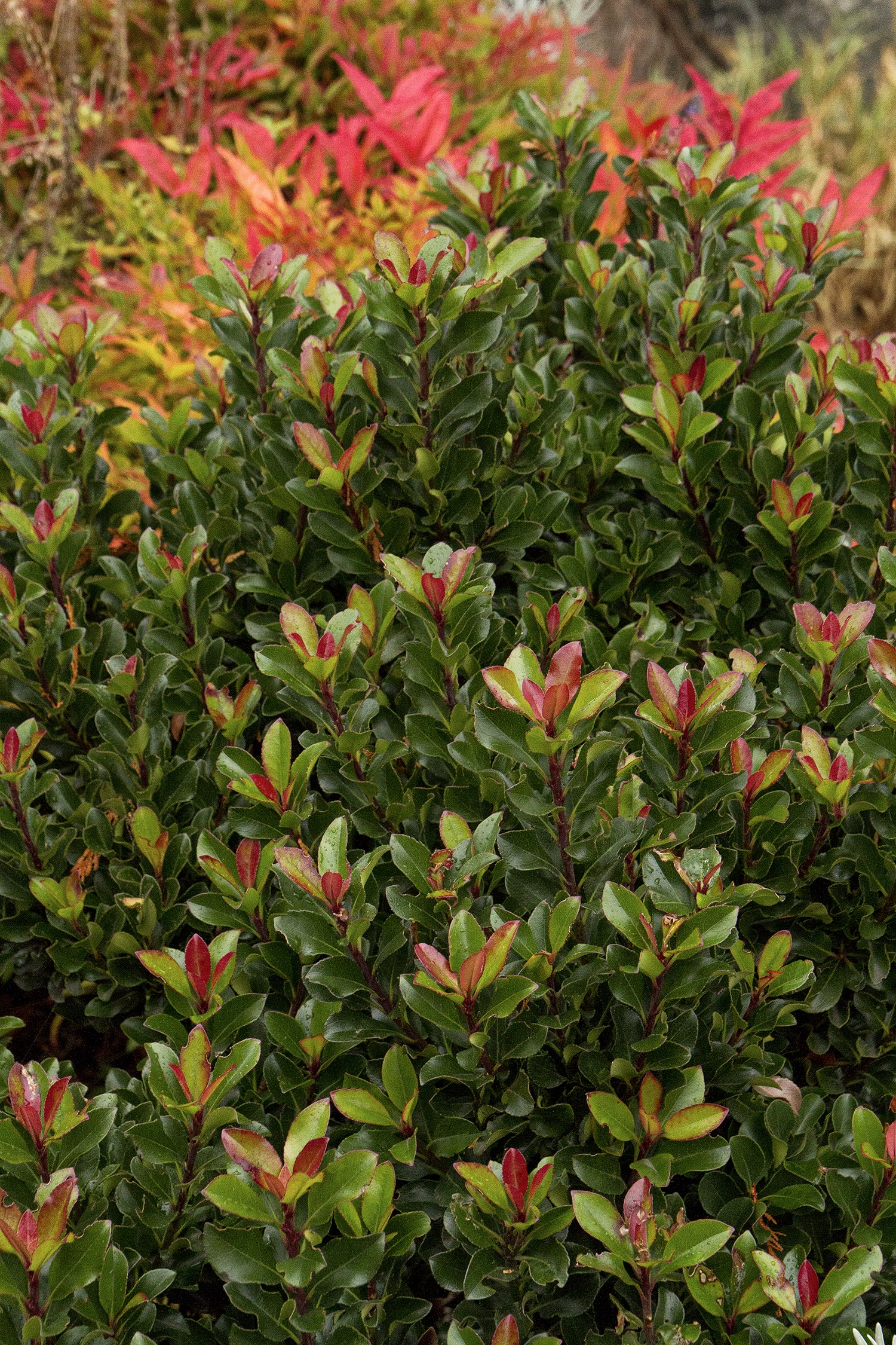 Dwarf Yedda Hawthorn, Rhaphiolepis umbellata 'Minor', Monrovia Plant
