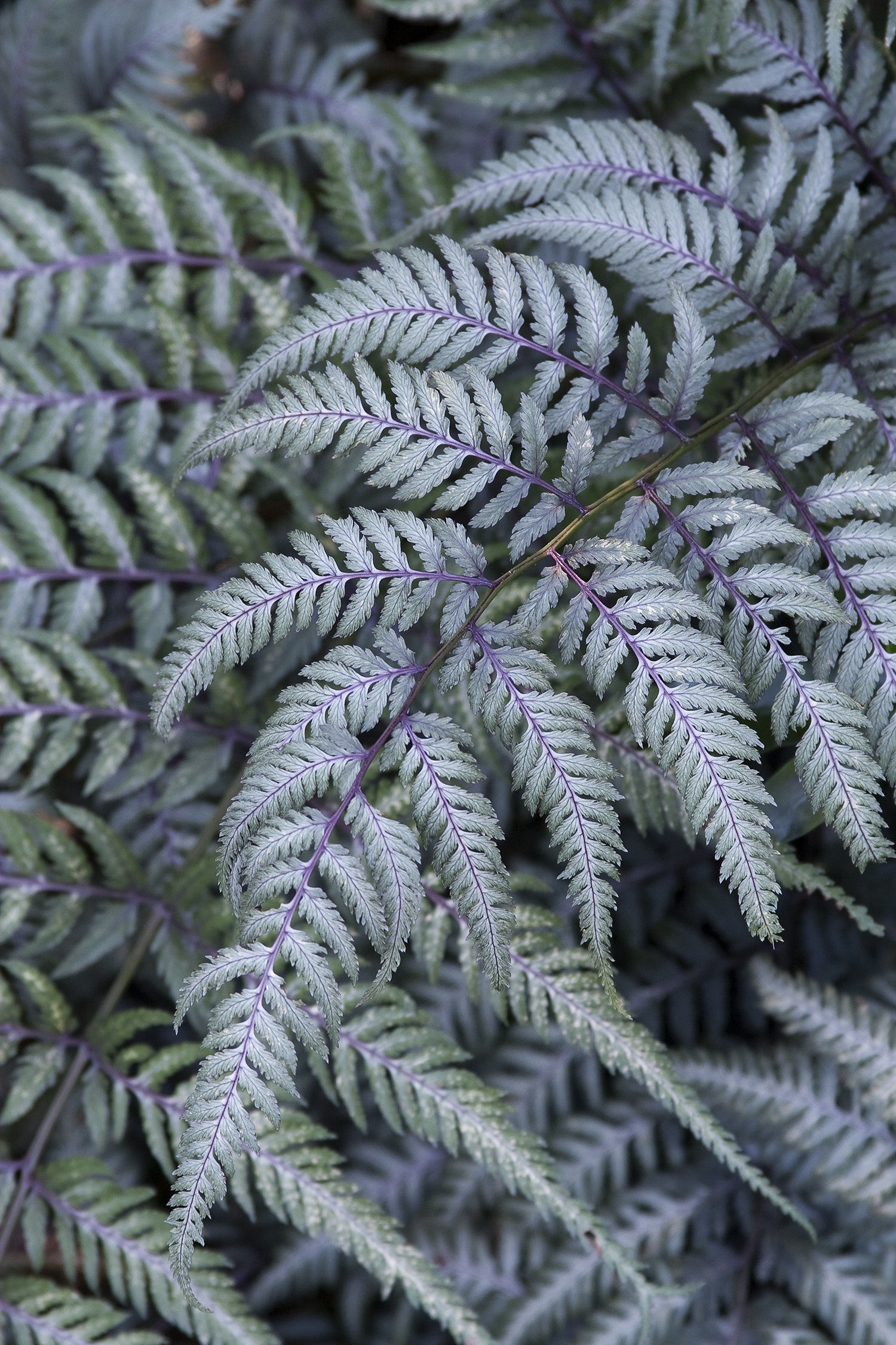 Japanese Painted Fern, Athyrium niponicum 'Pictum', Monrovia Plant