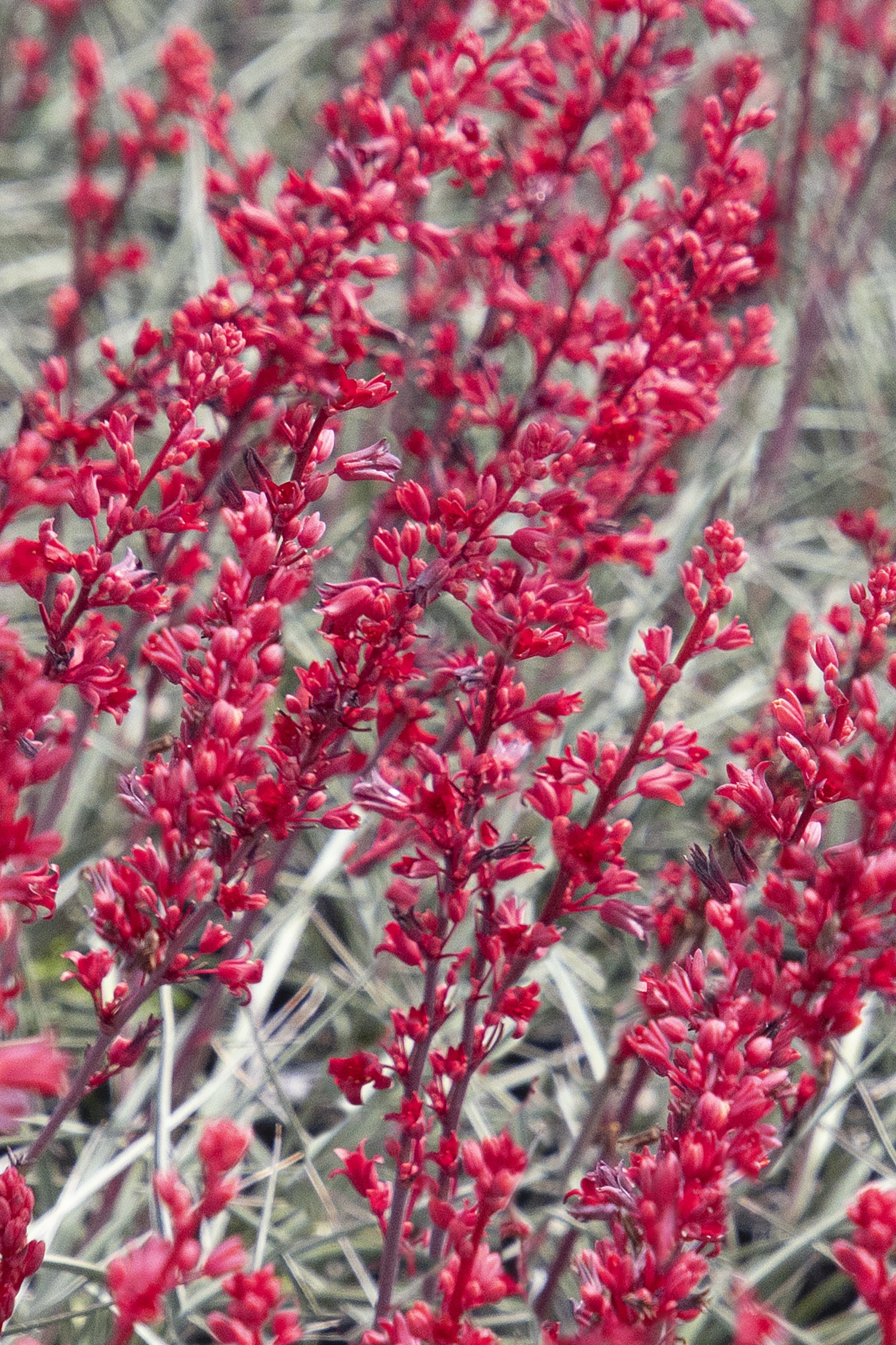 Brakelights® Red Yucca, Hesperaloe parviflora 'Perpa' PP #21,729