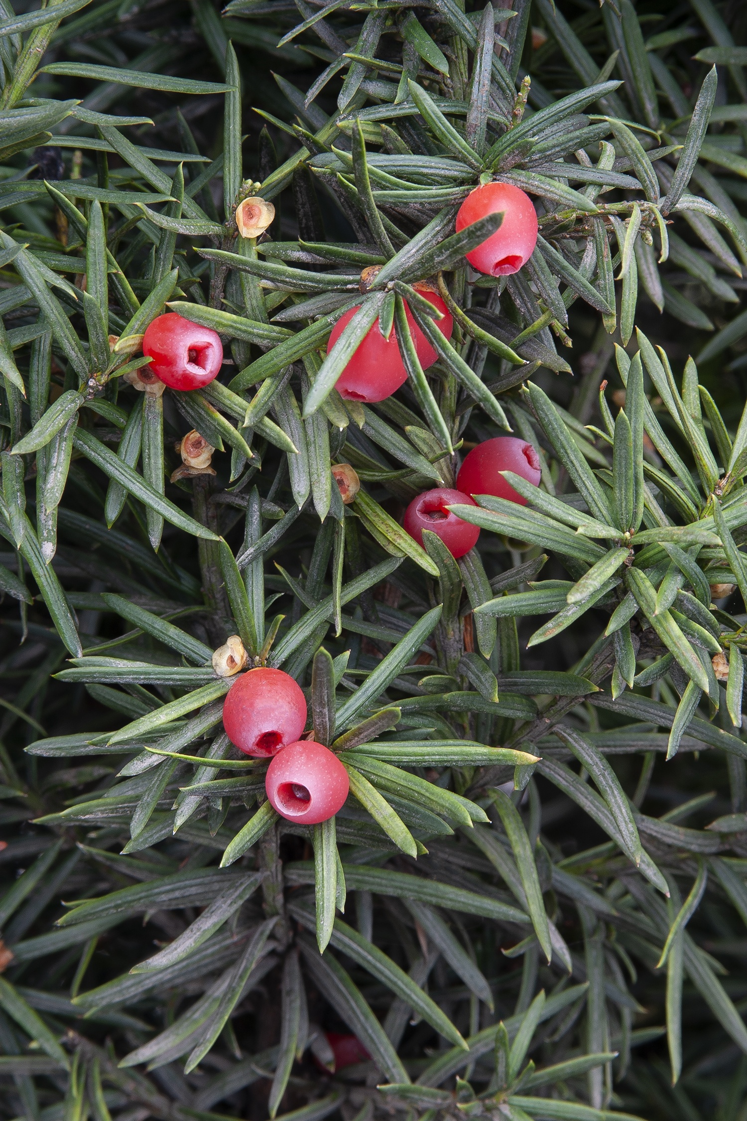 Hicks Yew, Taxus x media 'Hicksii', Monrovia Plant
