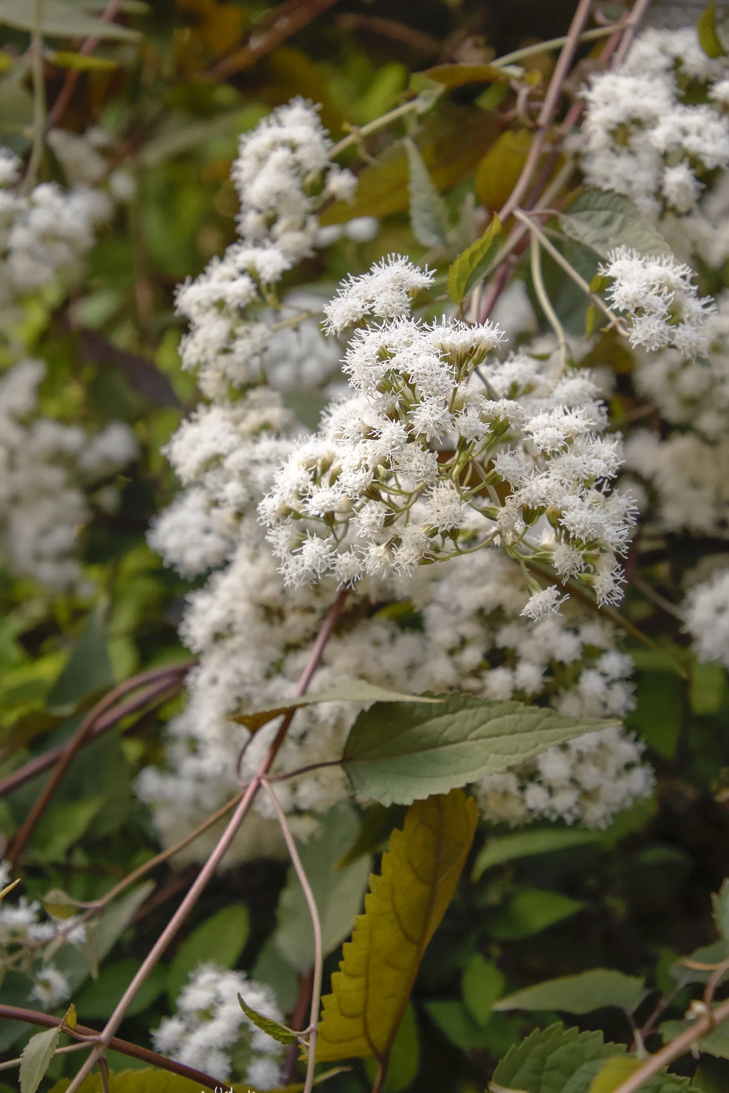 Chocolate White Snakeroot, Monrovia Plant