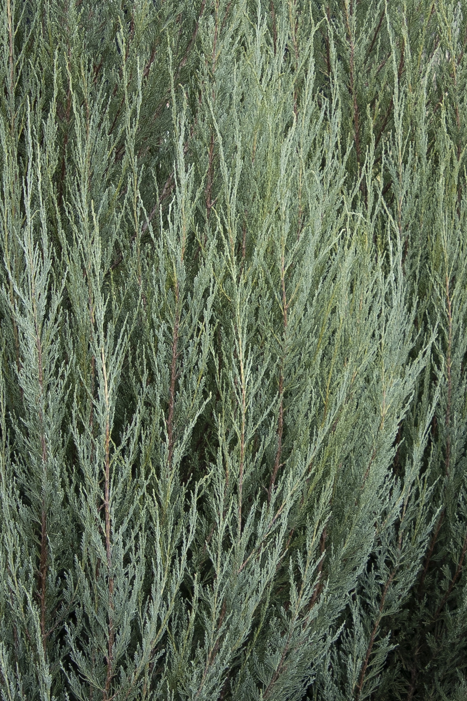 Skyrocket Juniper, Juniperus scopulorum 'Skyrocket', Monrovia Plant