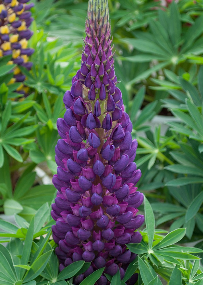 Staircase™ Blue Lupine, Lupinus , Monrovia Plant