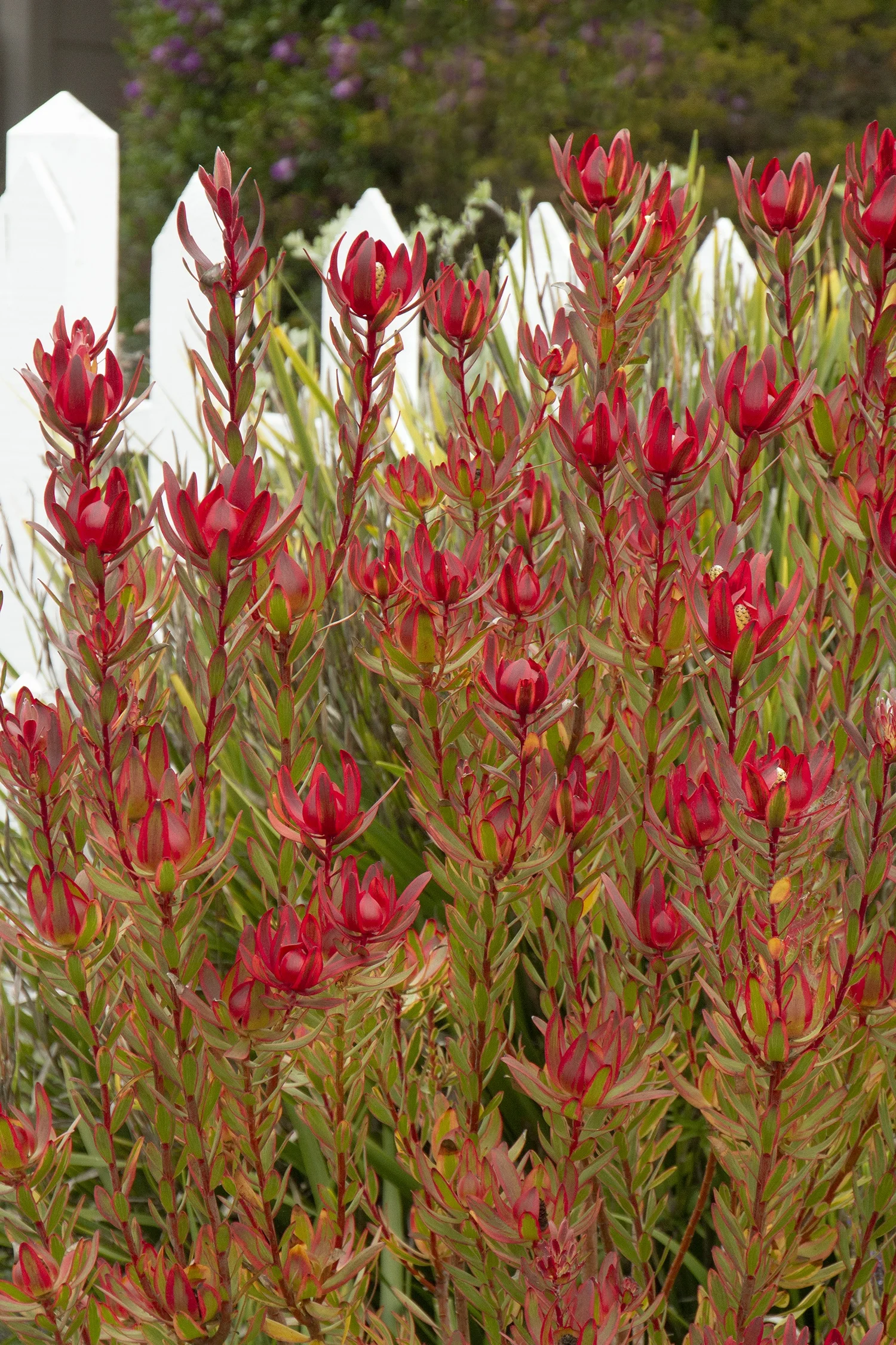 Jester Conebush, Leucadendron 'Jester', Monrovia Plant