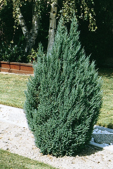 Blue Point Juniper, Juniperus chinensis 'Blue Point', Monrovia Plant