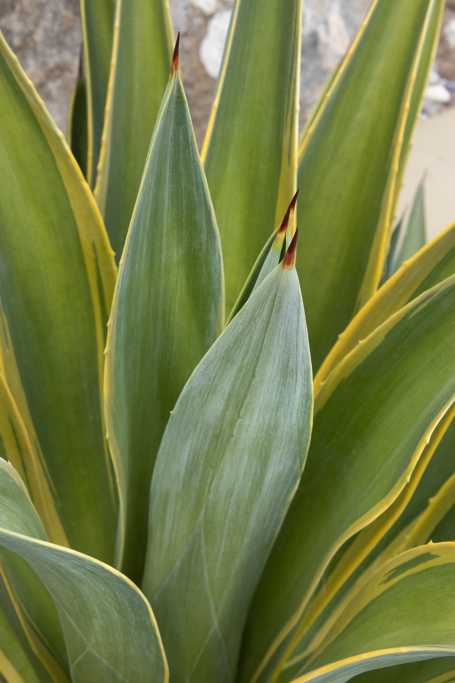 Variegated Dwarf Smooth Agave, Agave desmettiana 'Variegata'