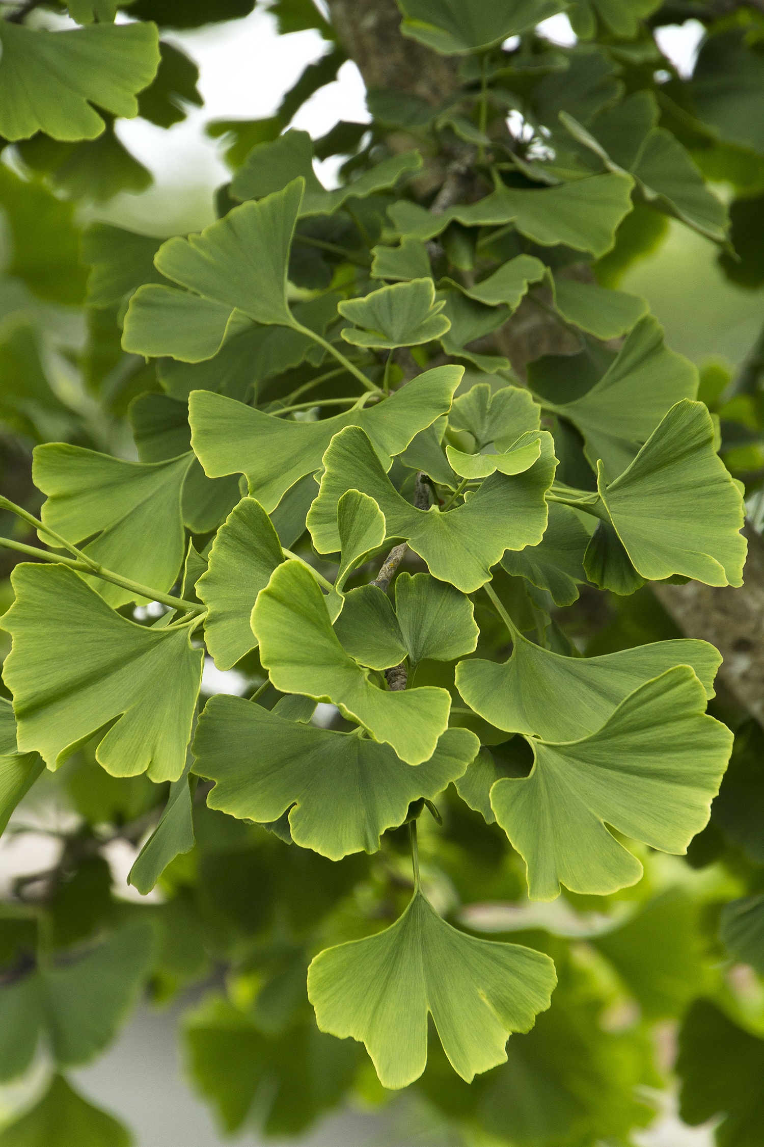 Princeton Sentry® Ginkgo, Ginkgo biloba 'PNI 2720', Monrovia Plant