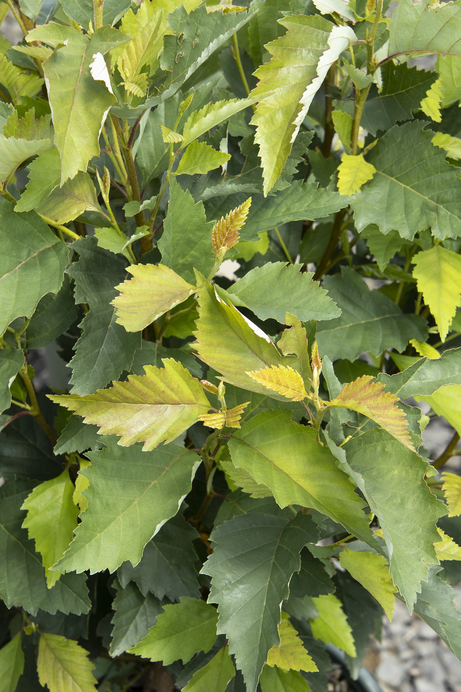 Fox Valley® Dwarf River Birch, Betula nigra 'Little King', Monrovia Plant