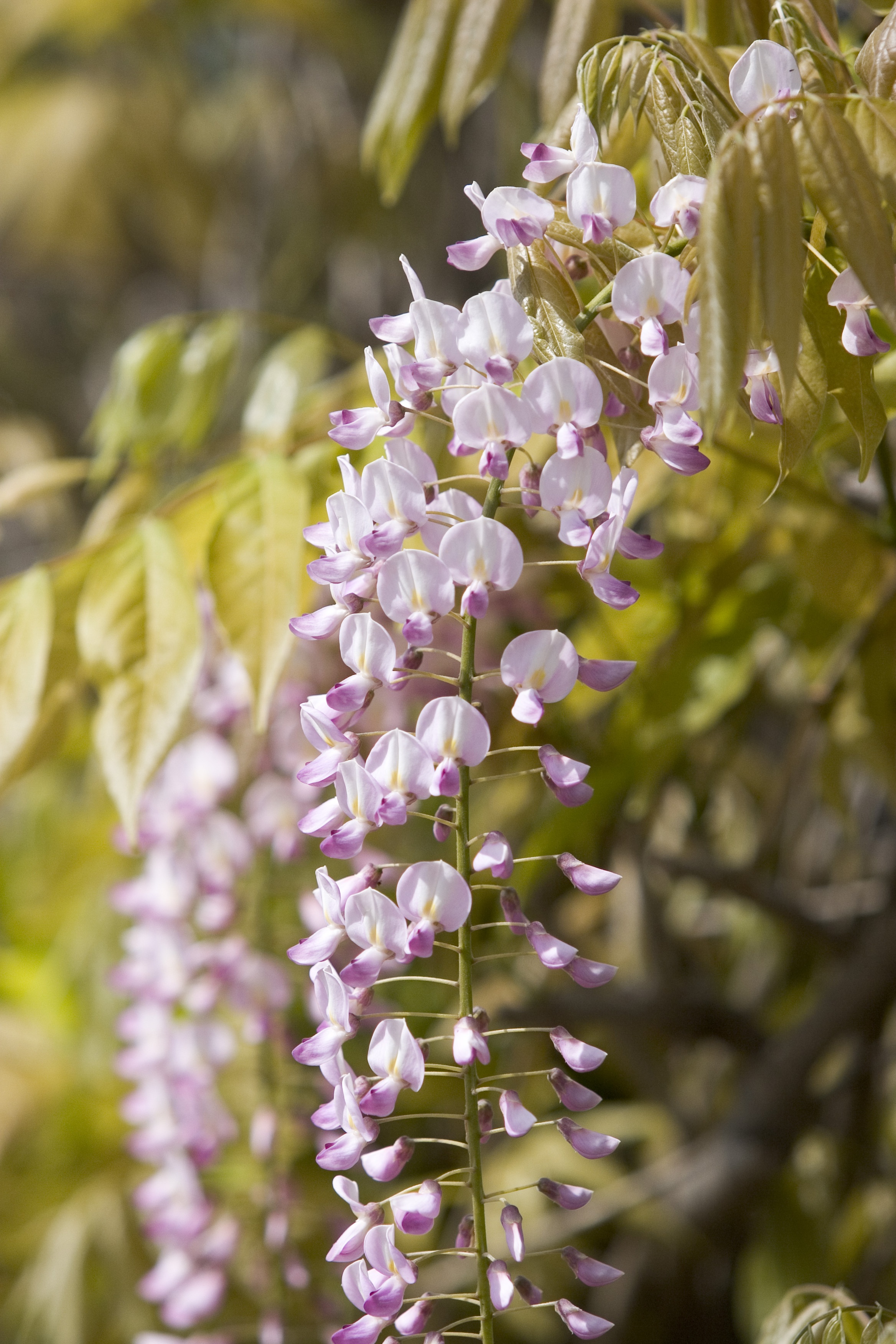 Pink Japanese Wisteria, Wisteria floribunda 'Rosea', Monrovia Plant