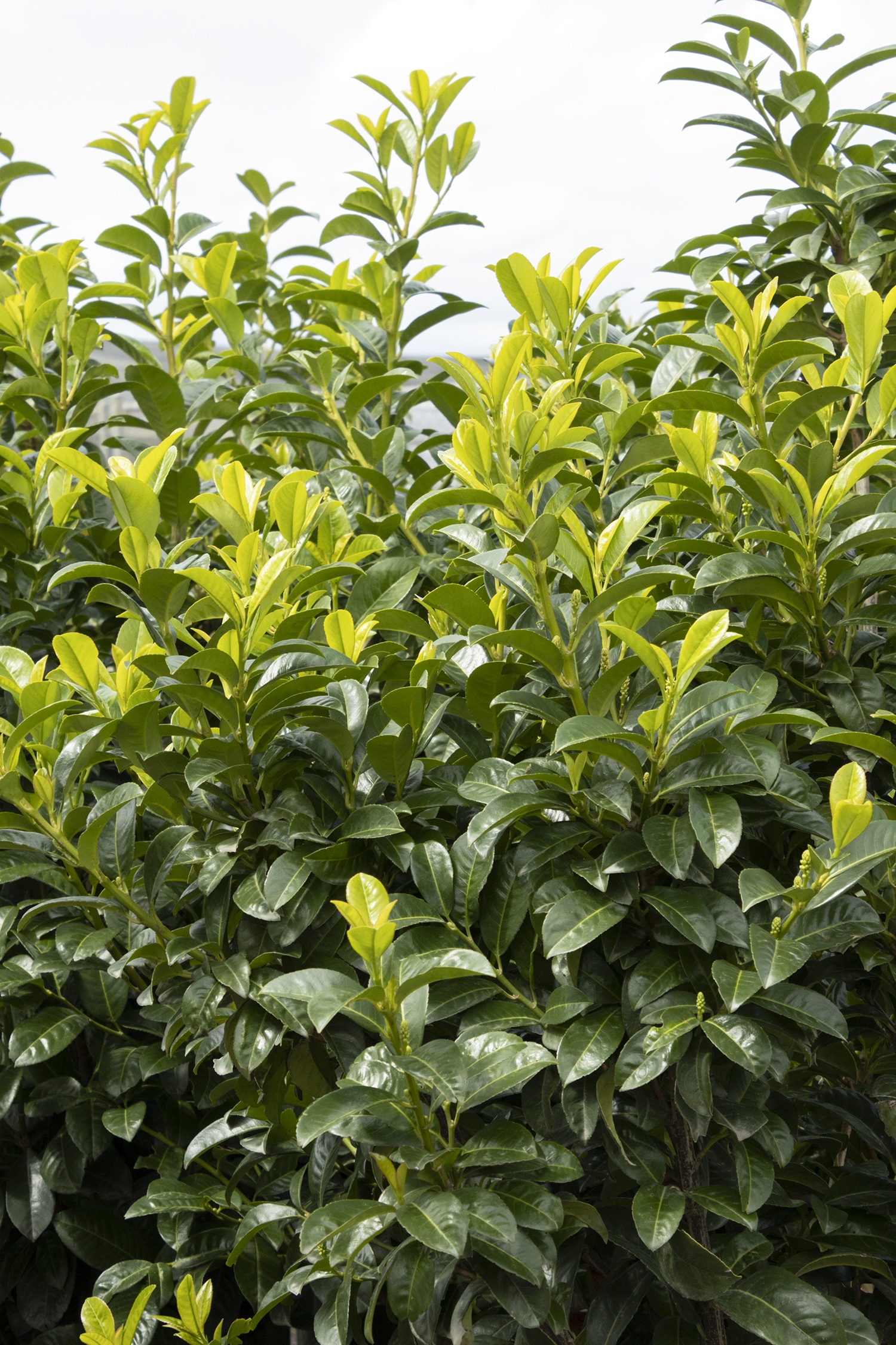 Greenfinity Cherry Laurel, Prunus laurocerasus 'JONG2' PP #29,890