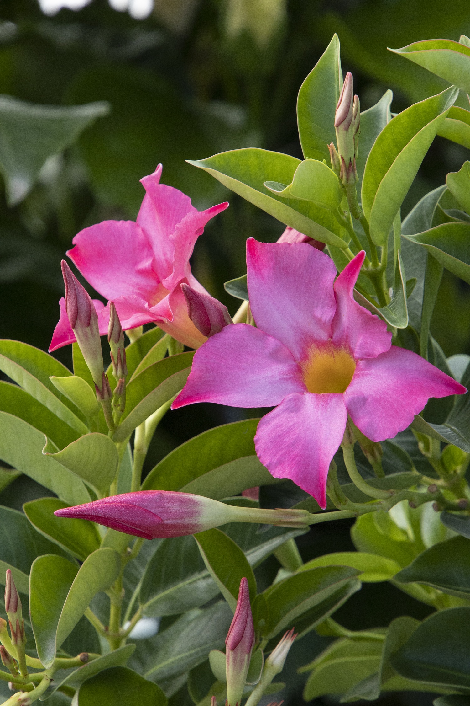 Sunvilla® Pink Mandevilla, Mandevilla hybrid 'MANZ0014' PPAF