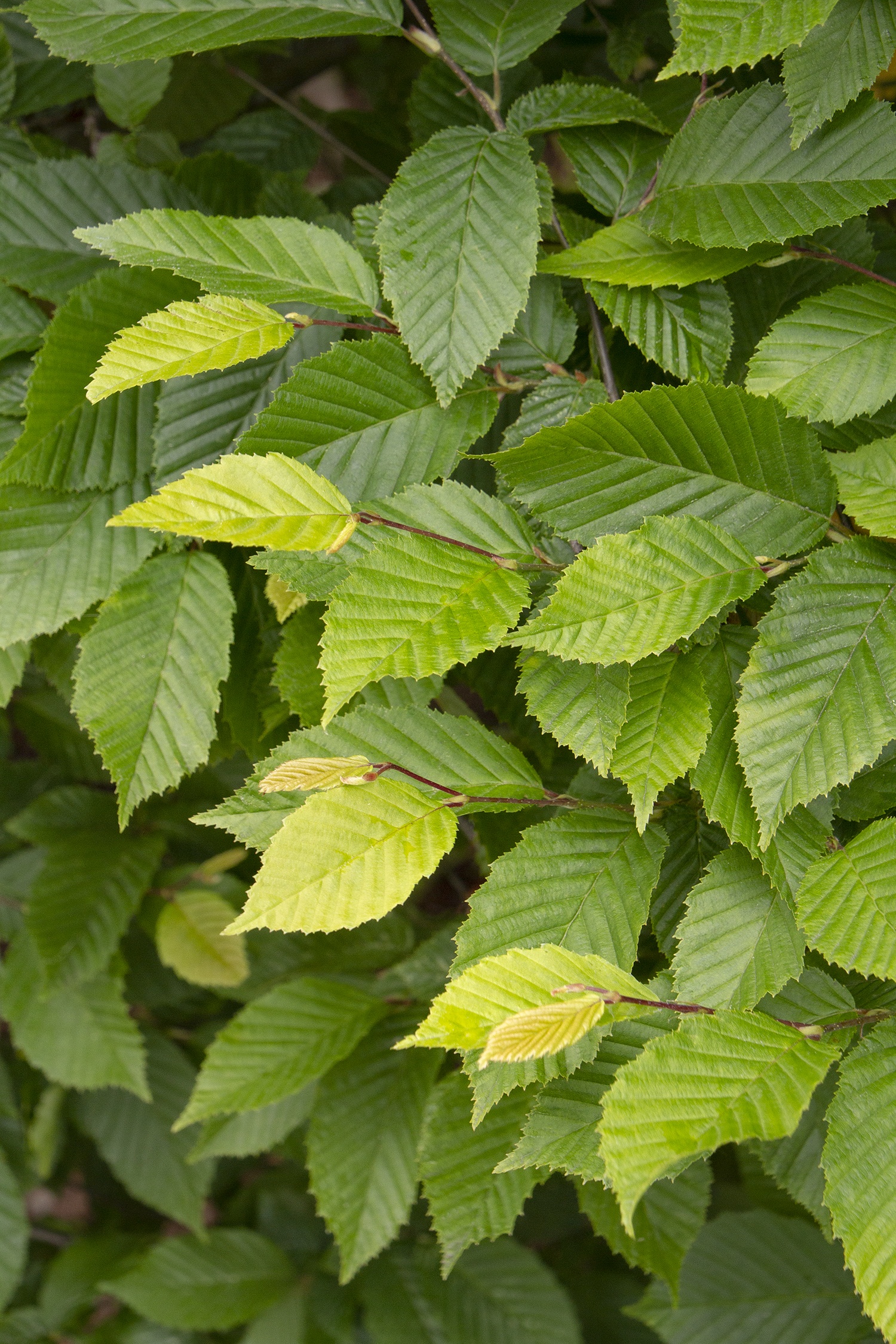 Pyramidal European Hornbeam, Carpinus betulus 'Fastigiata', Monrovia Plant