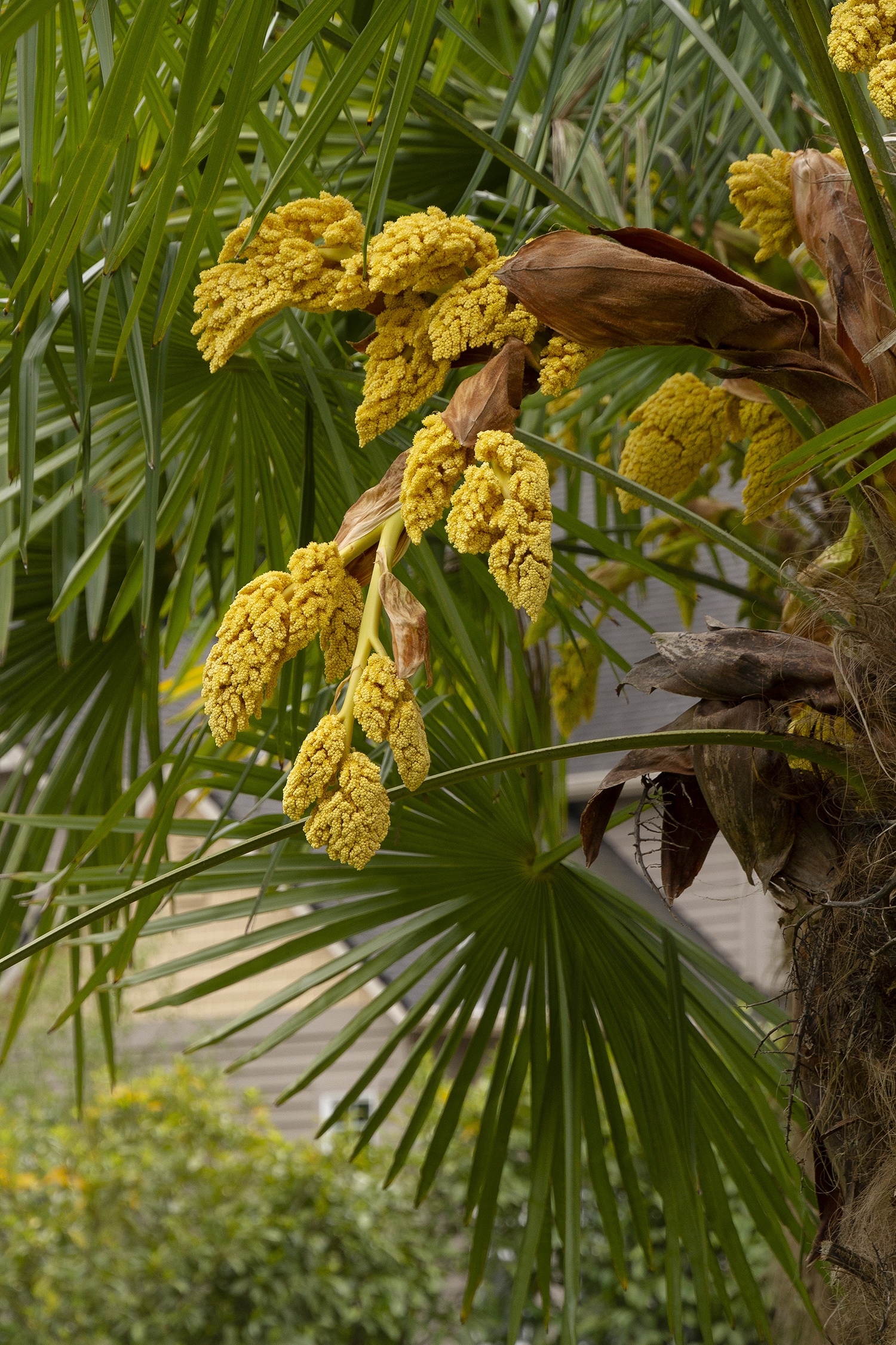 Windmill Palm, Trachycarpus fortunei, Monrovia Plant