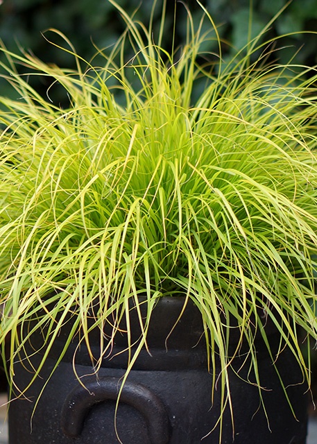 Lumen Gold™ Fountain Grass, Monrovia Plant