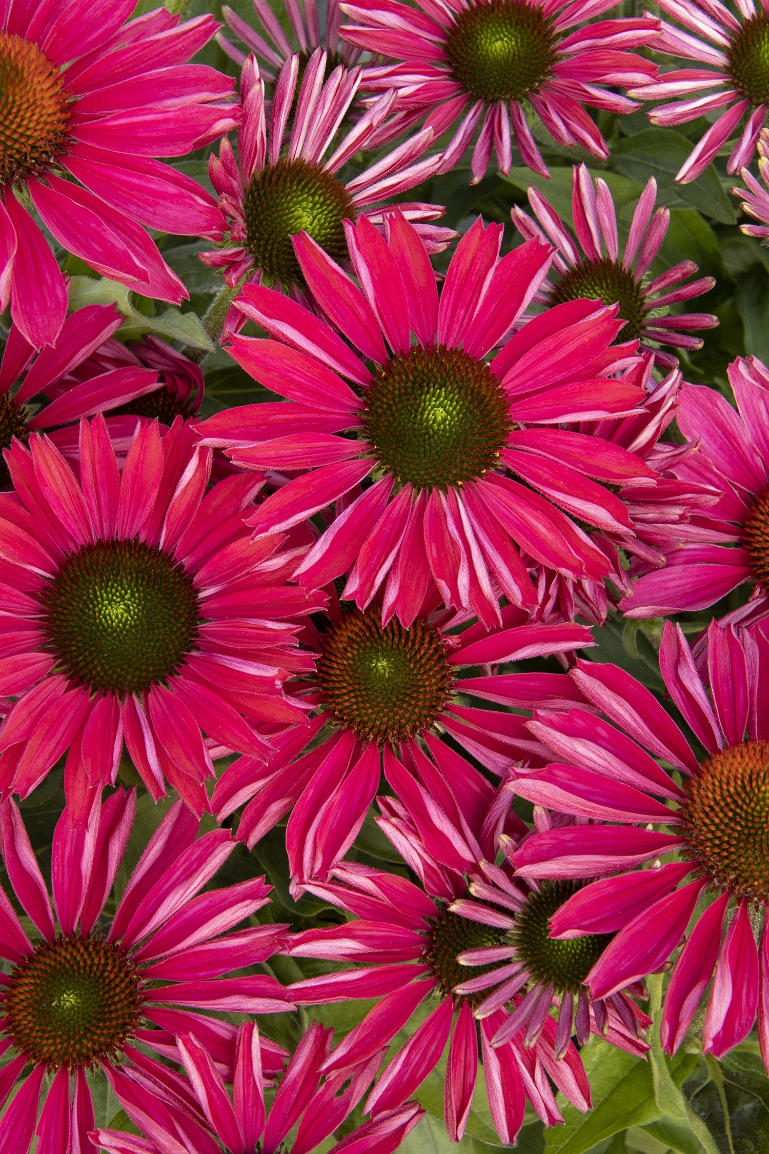 Kismet® Raspberry Coneflower, Echinacea hybrid 'TNECHKR' PP #28,768