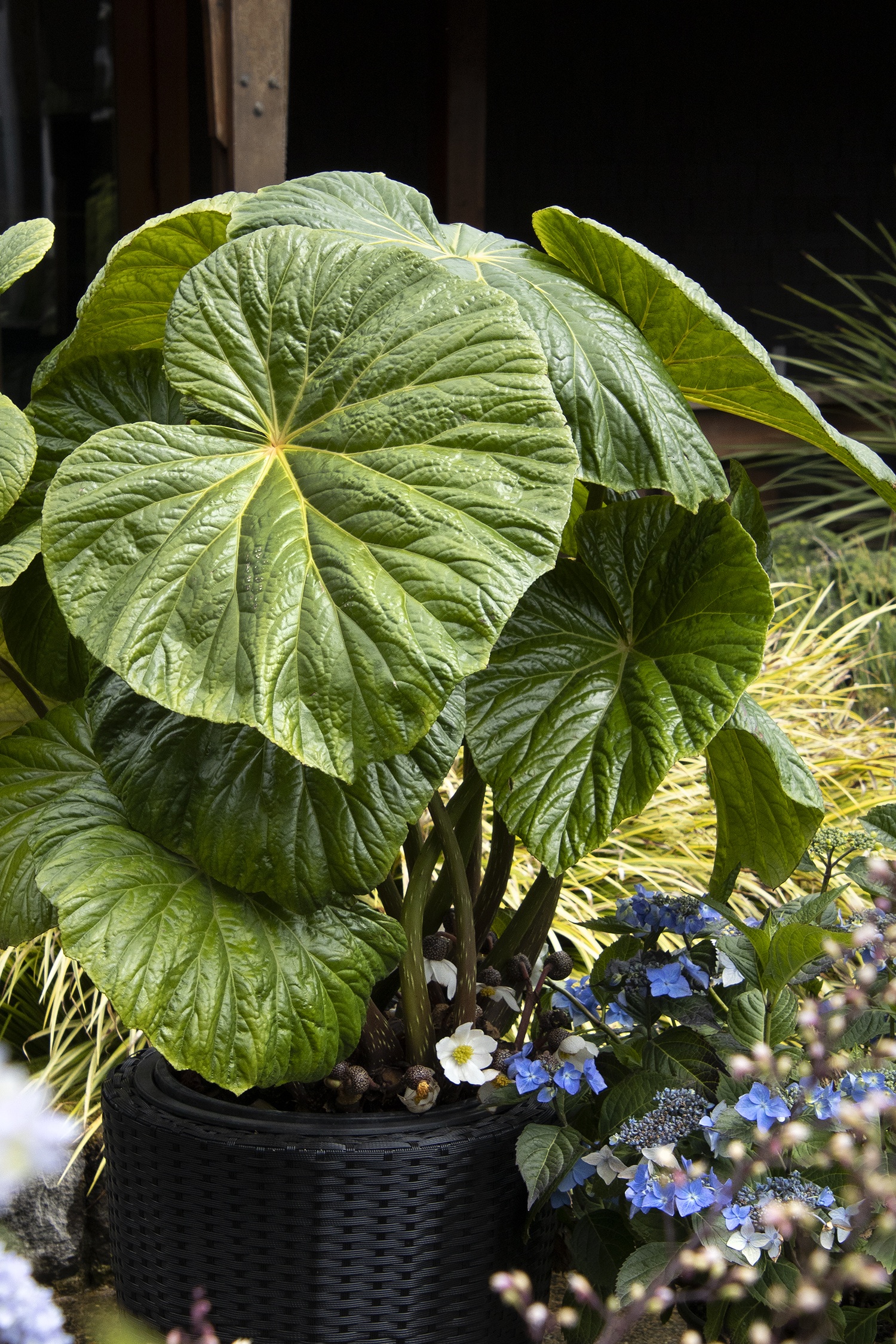 Tectonic® Caldera Begonia, Begonia macrantha 'DJHAP 18001', Monrovia Plant